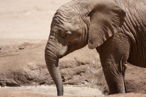 Cute Baby Elephant | Scrolller