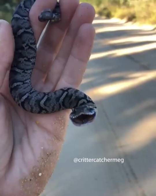 cute baby snek | Scrolller