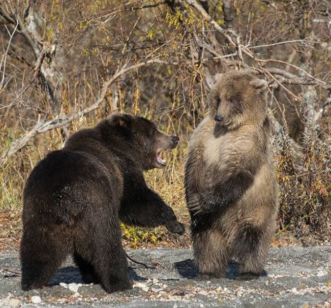 Cute bear cub getting scolded by momma bear | Scrolller