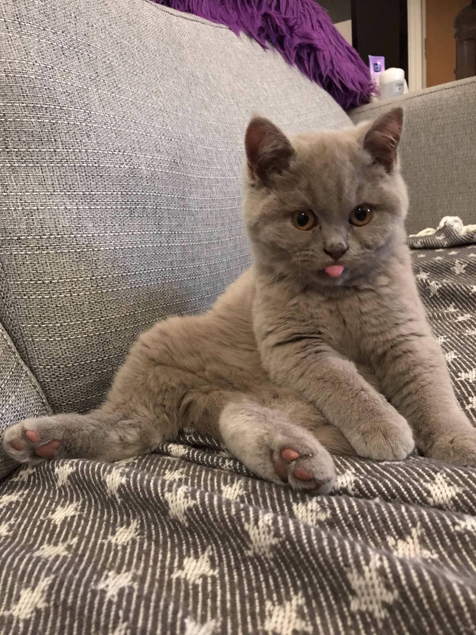 cute blep | Scrolller