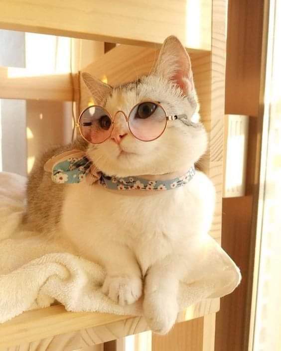 Cute cat | Scrolller