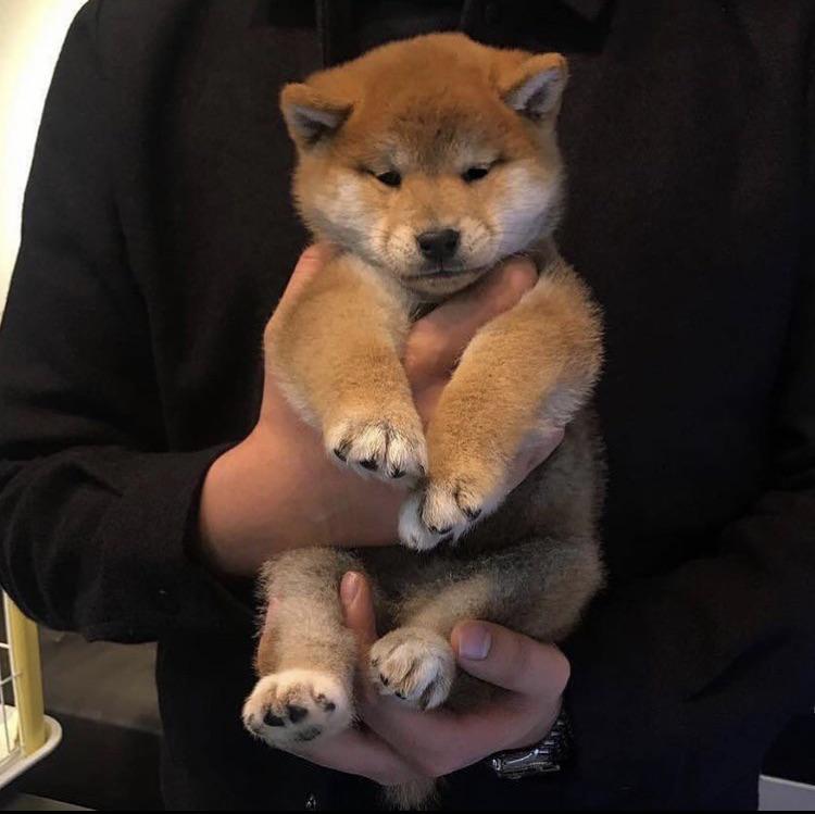 Cute dog | Scrolller