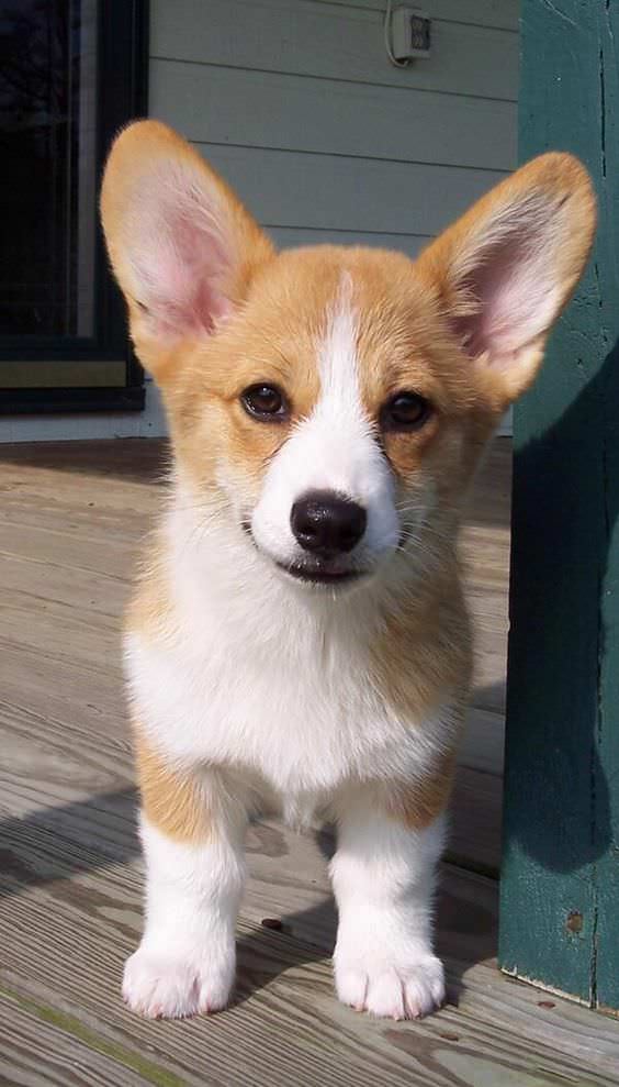 Cute Fluffy, Happy Corgi.. | Scrolller