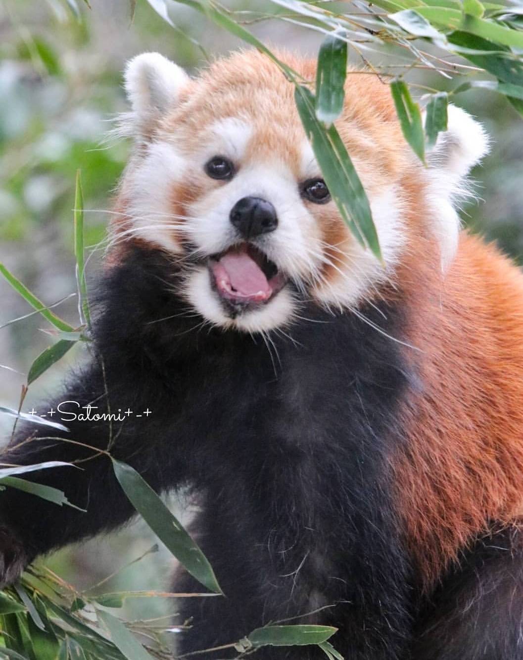 Cute Grin Scrolller