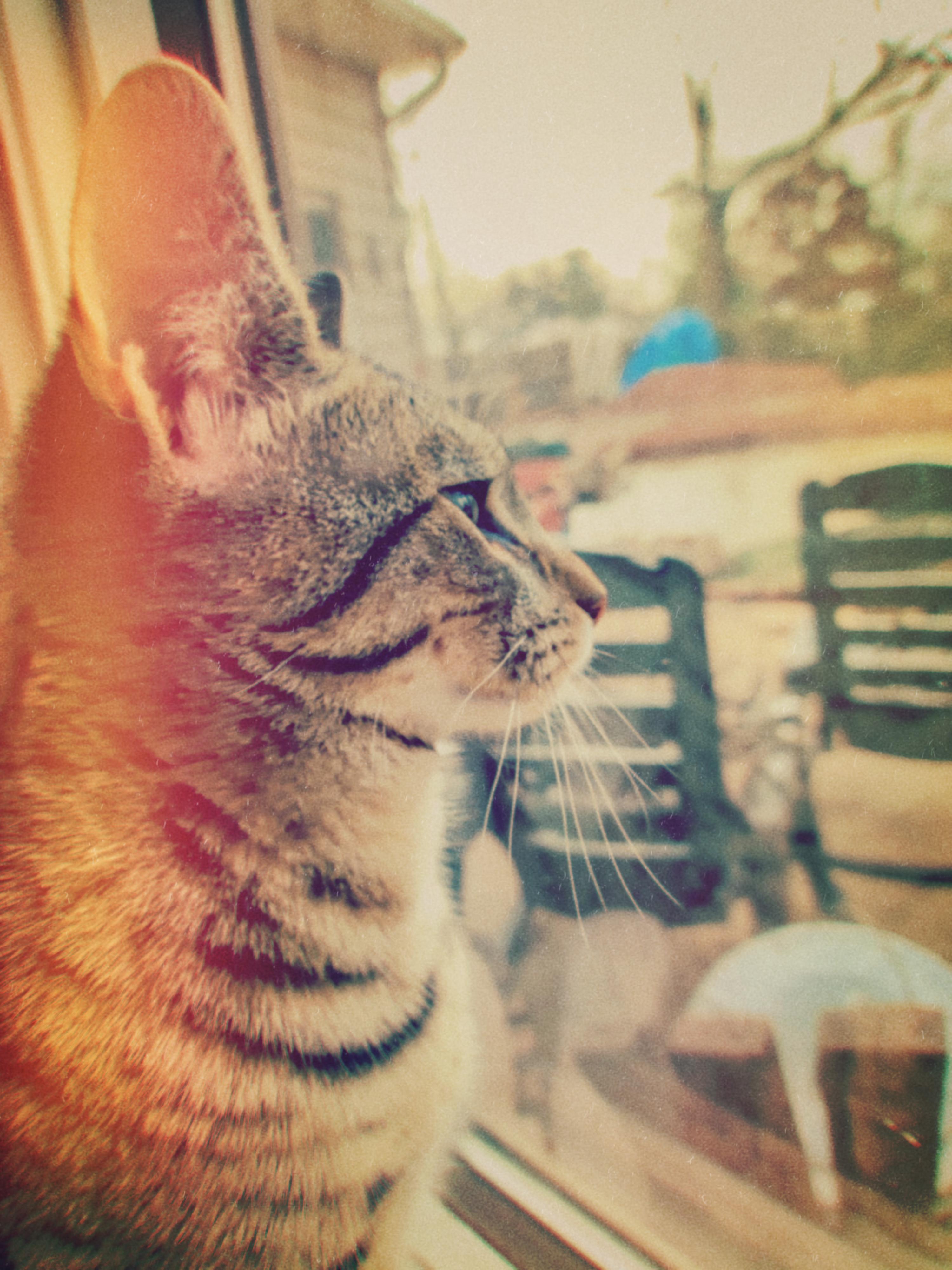 Cute kitty | Scrolller