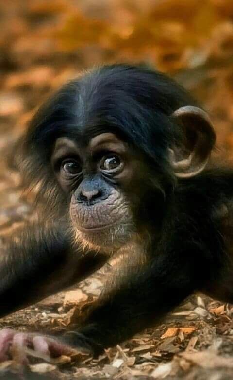 Cute monkey | Scrolller