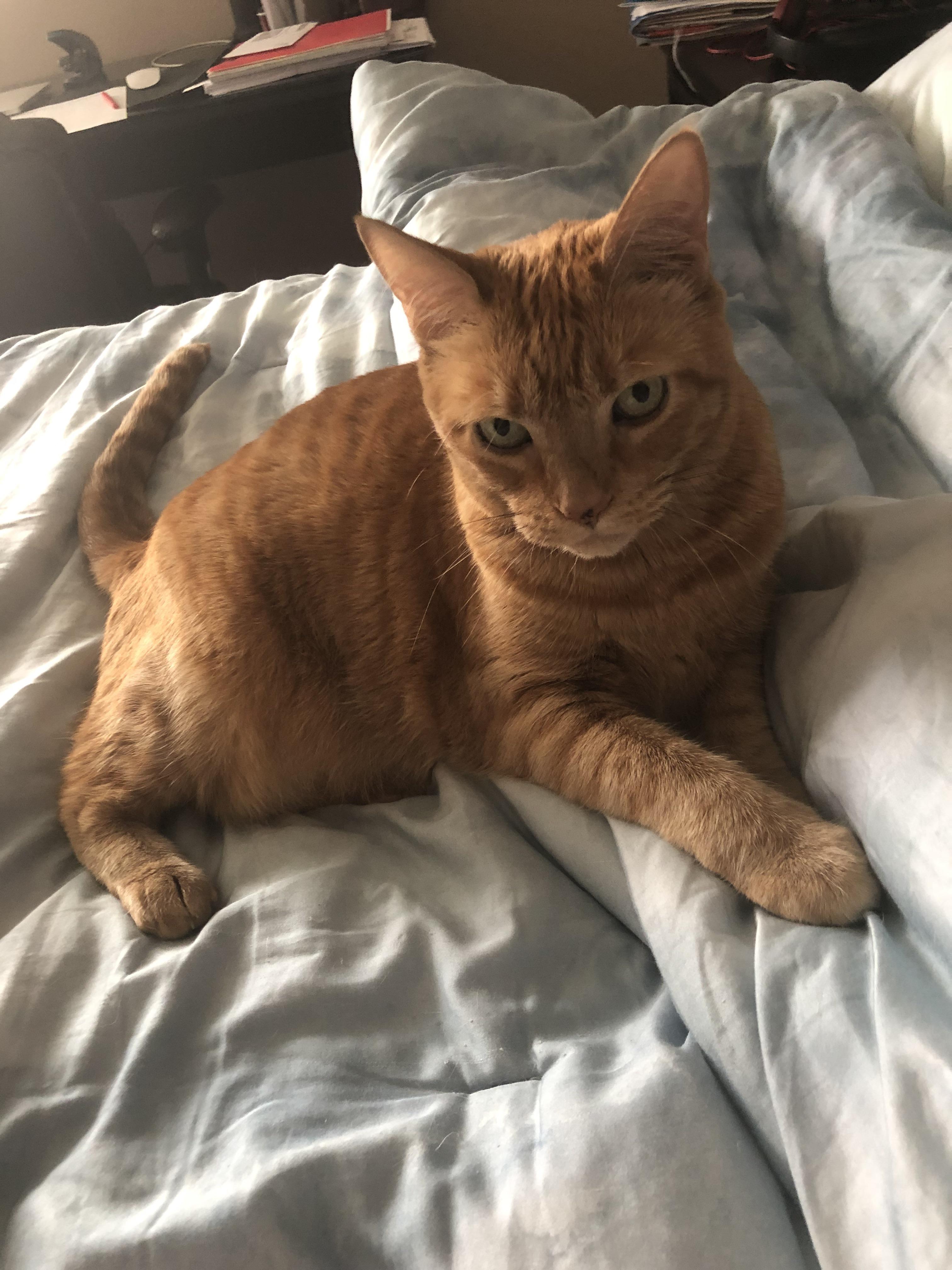 Cute neko do be chillin tho | Scrolller