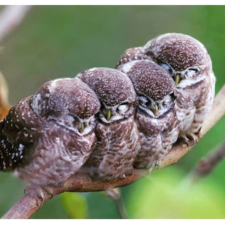 Cute owls | Scrolller