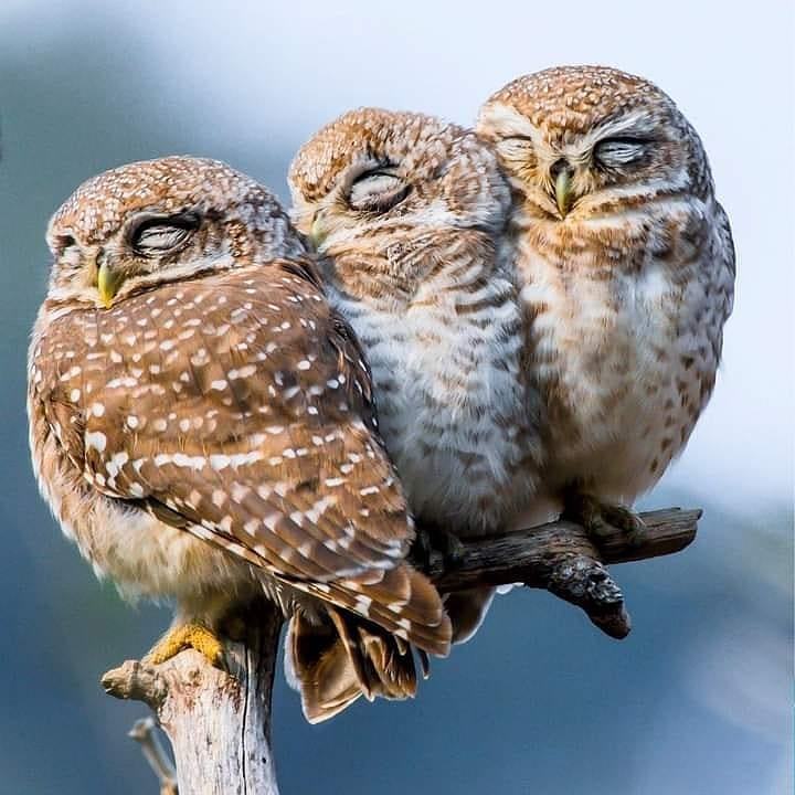 Cute owls💞 | Scrolller