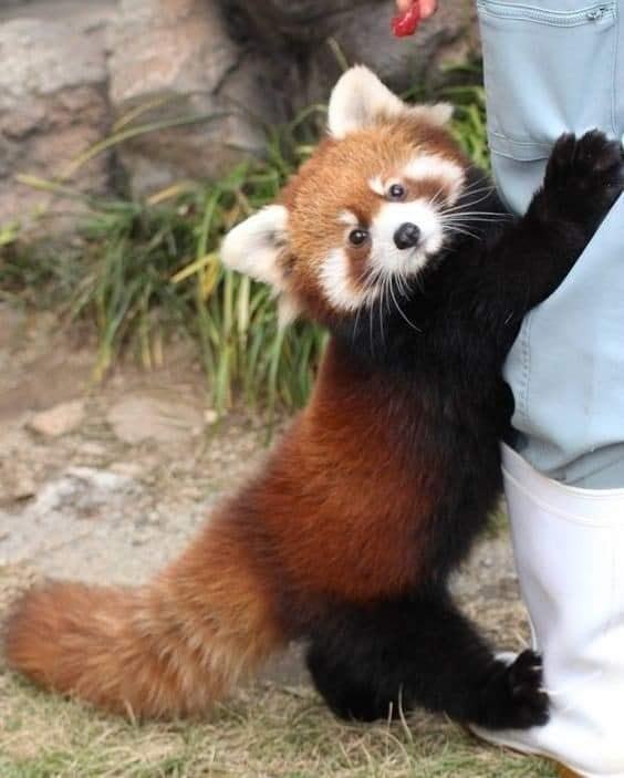 Cute red panda | Scrolller