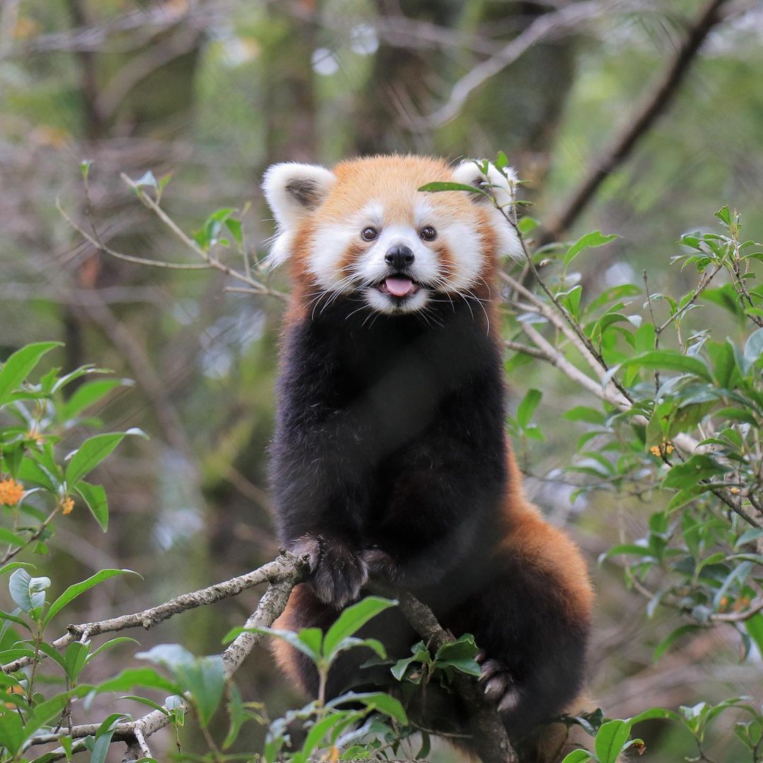 Cute red panda | Scrolller