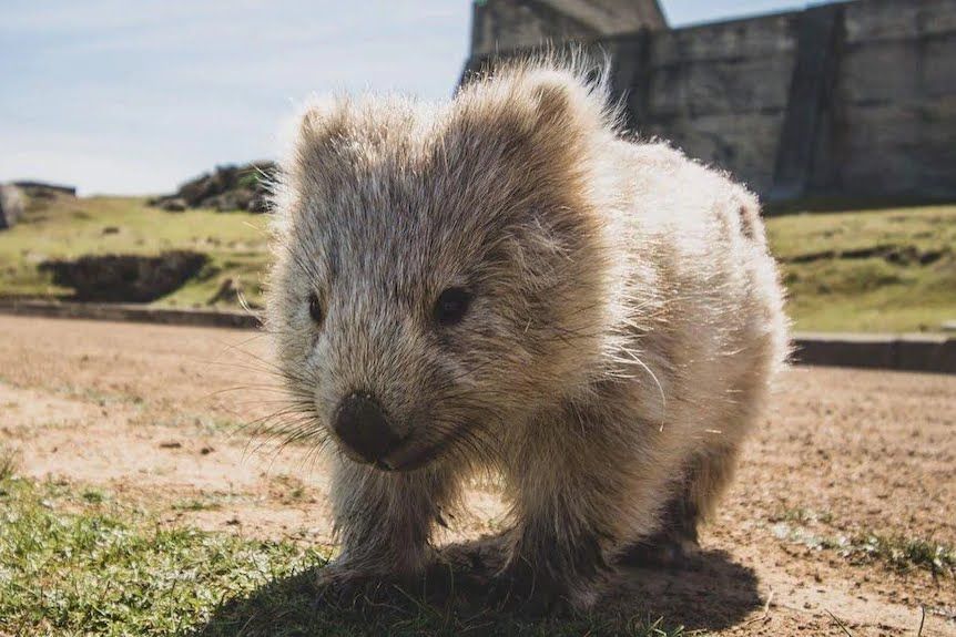 Cute wombat | Scrolller