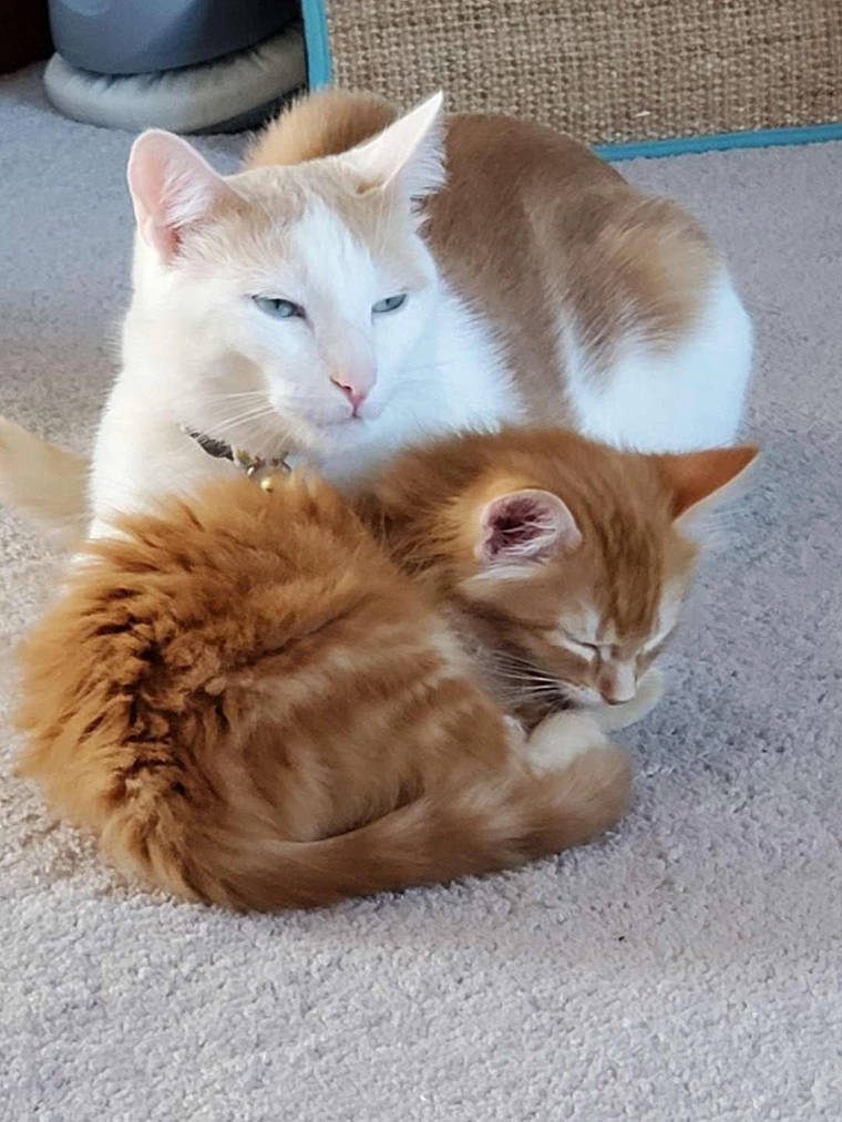 Cuteness overload ? | Scrolller