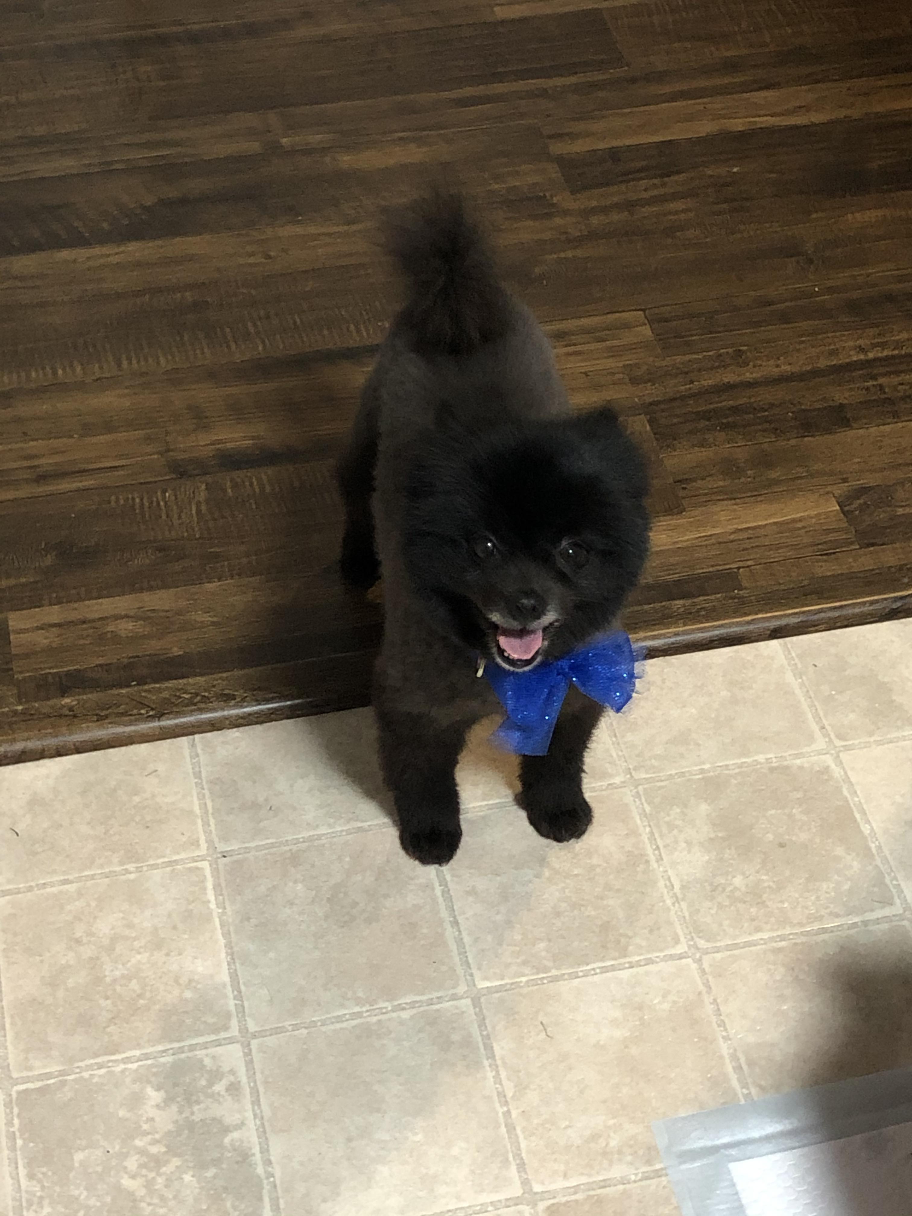 Cutest Boi Scrolller 9165