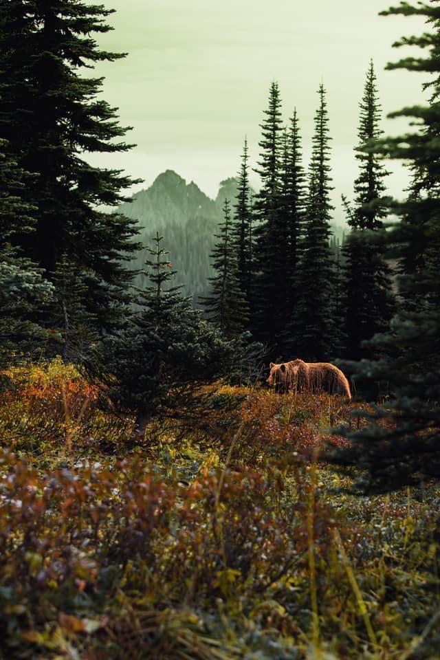 Da Bears..... | Scrolller