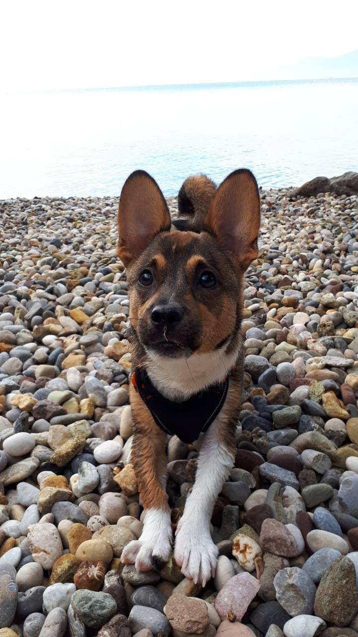 Da vam popravi dan. | Scrolller