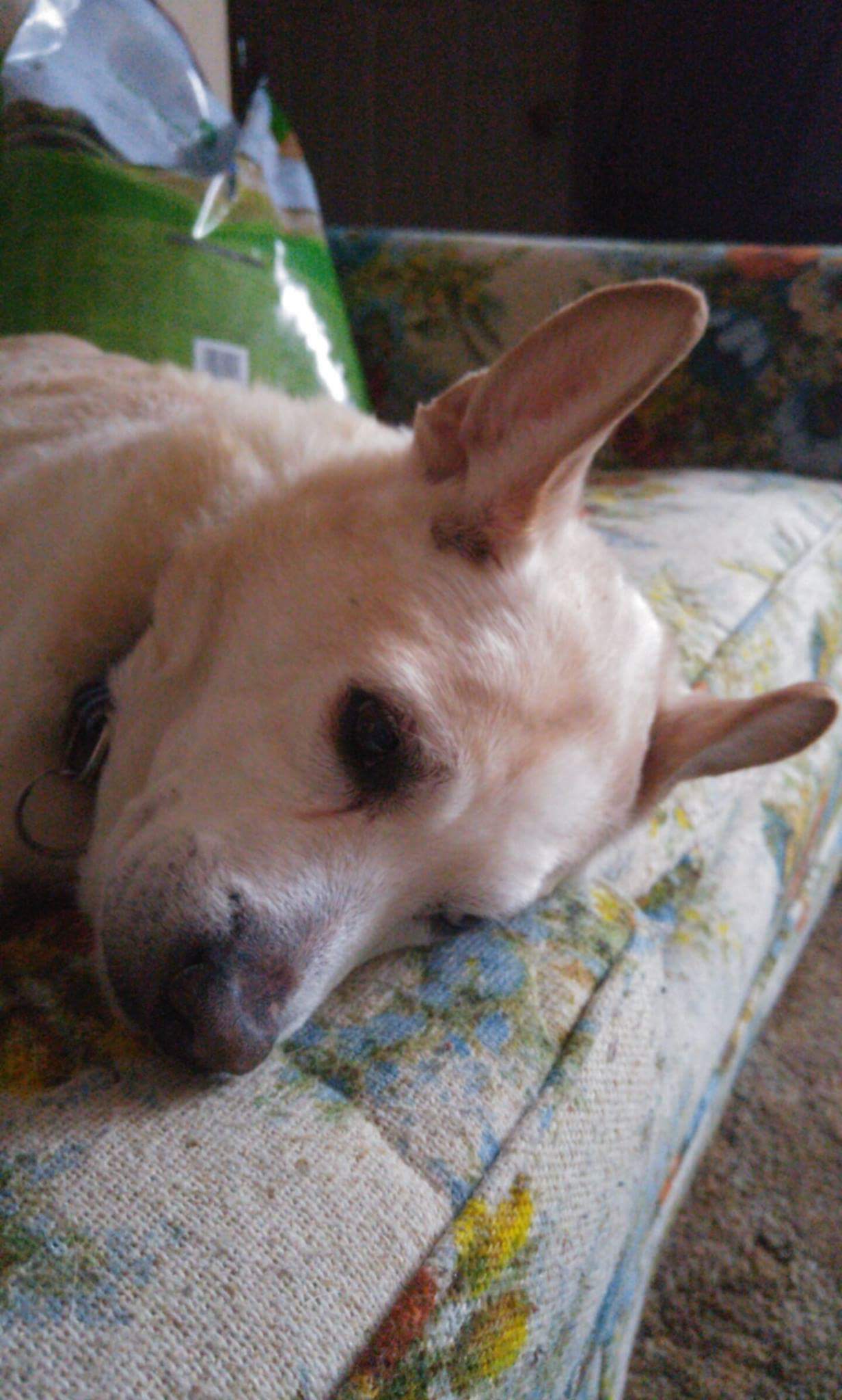 Dabi is still technically alive | Scrolller