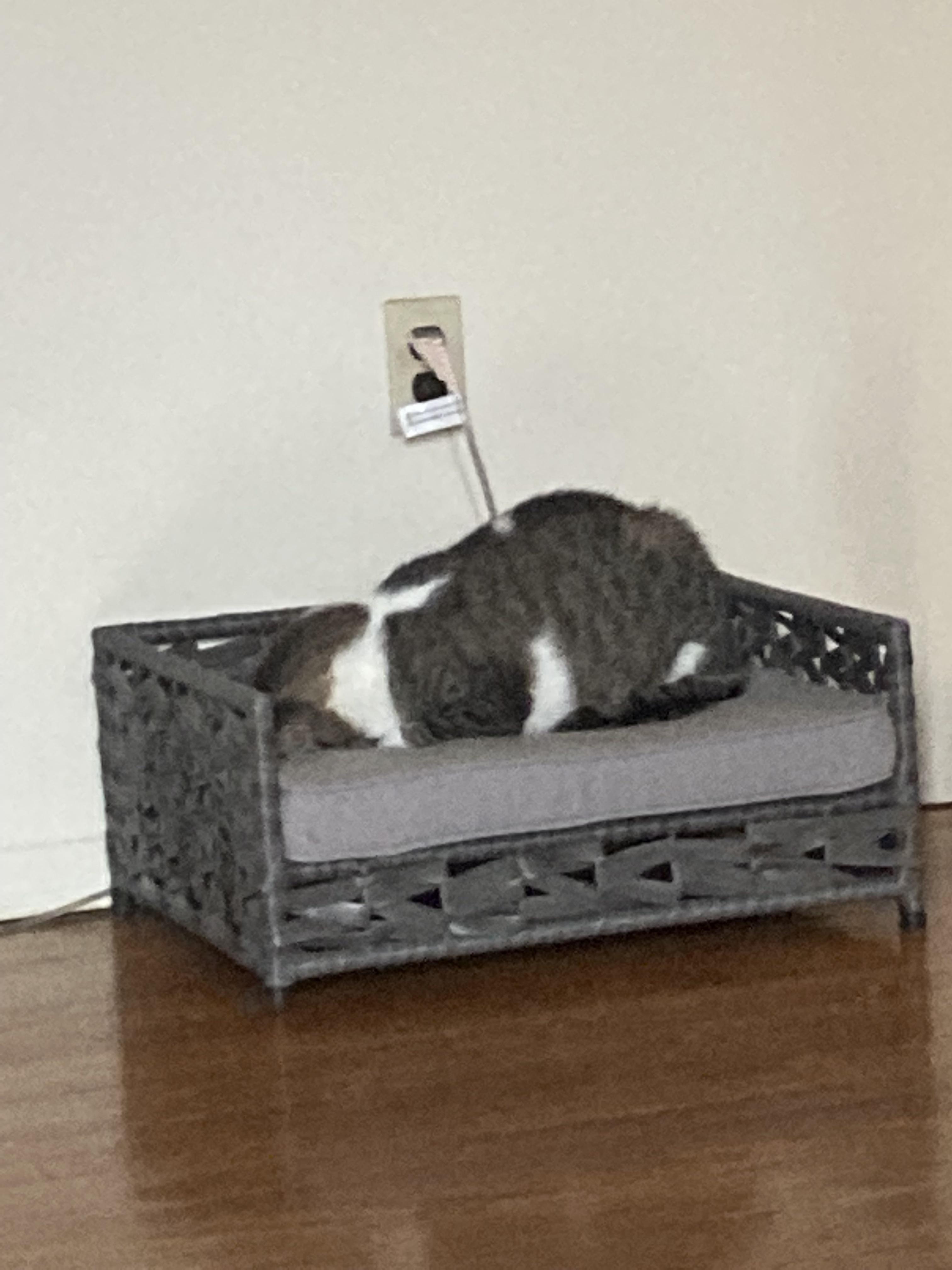 Dahlia sleeping. | Scrolller