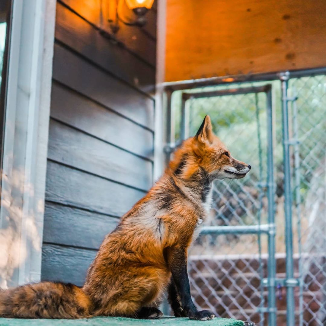 Daily Fox #15. Viktor is a very handsome fella | Scrolller