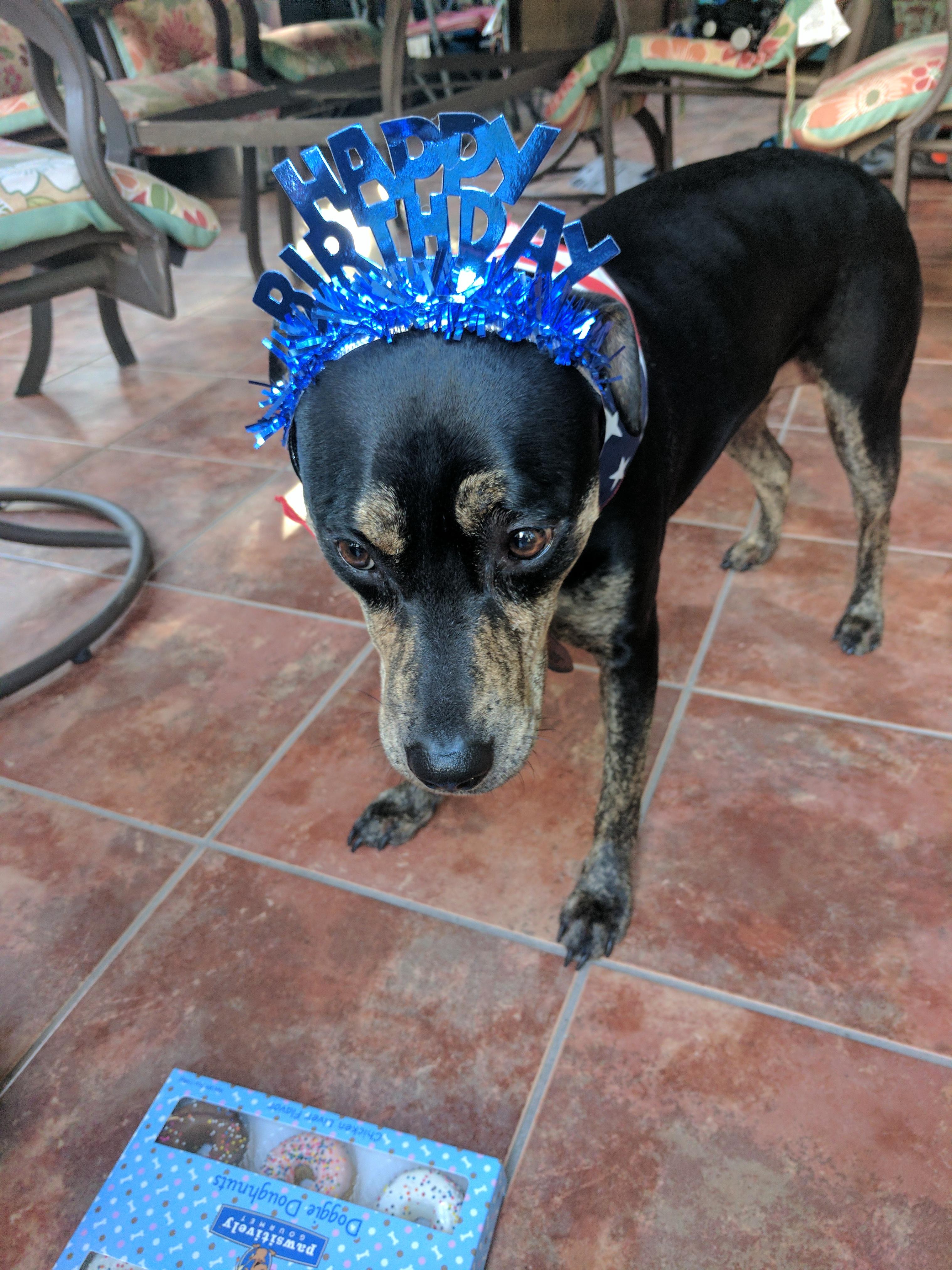 Daisy's 3rd adoption day!! Pit/lab mix | Scrolller