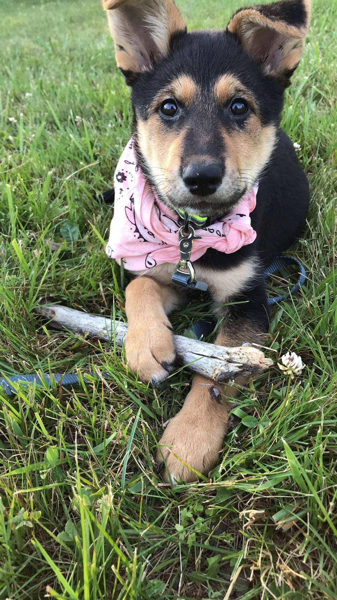 Dakota the German Shepherd/Shiba Inu | Scrolller