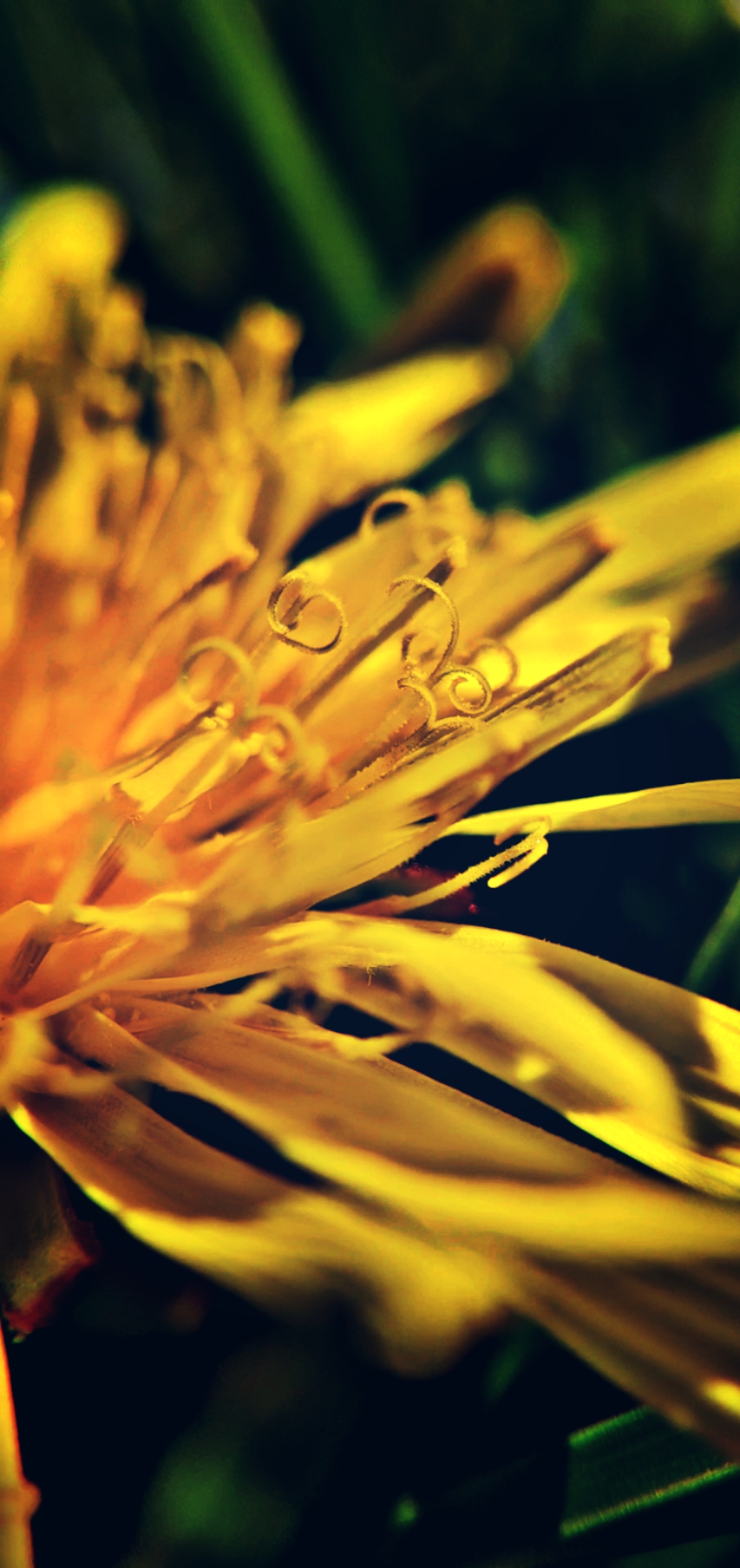 Dandelion | Scrolller