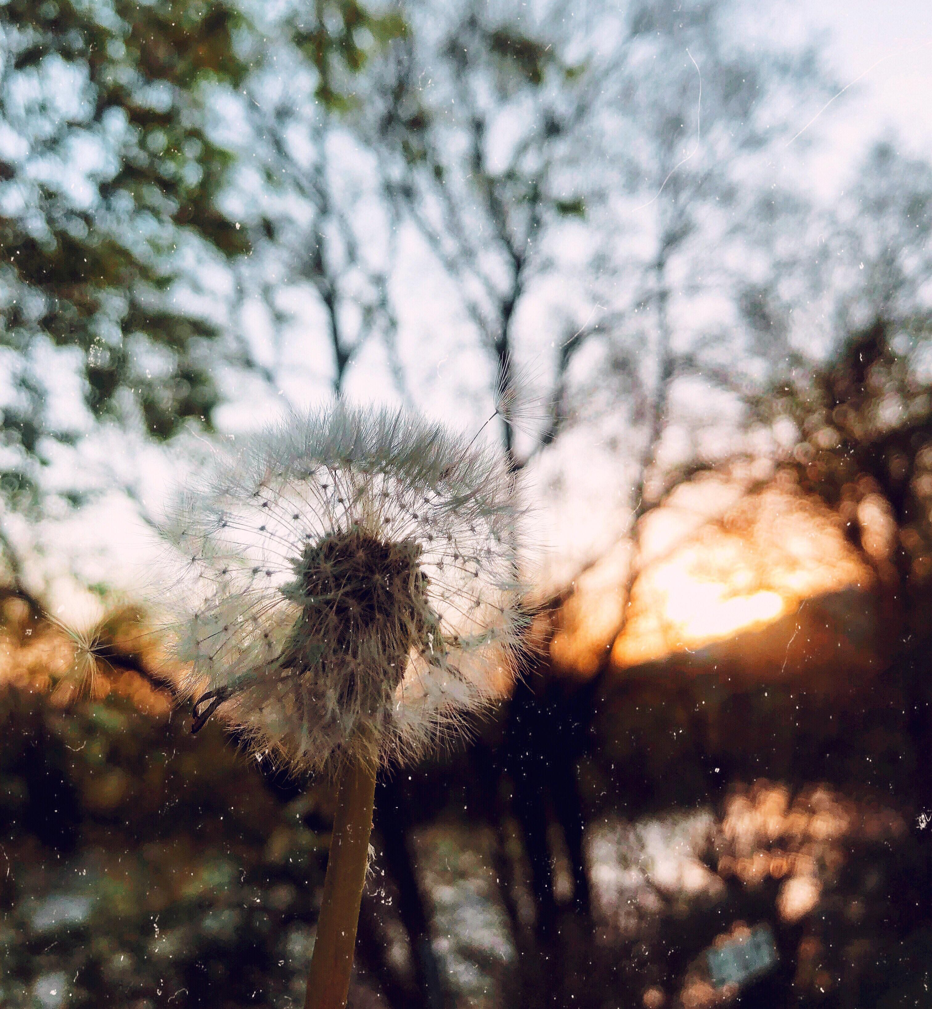 dandelion | Scrolller