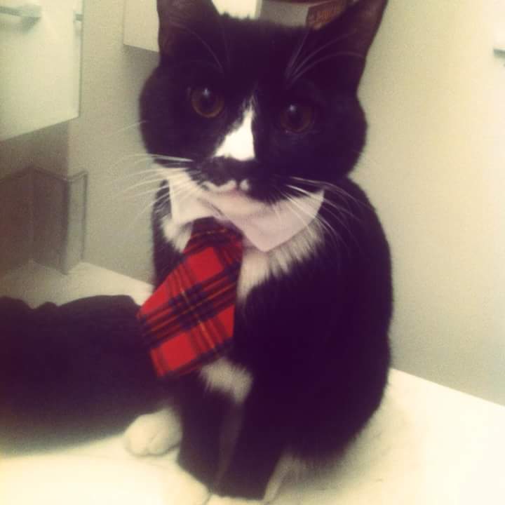 Dapper Darwin (x-post from /r/Tuxedocat) | Scrolller