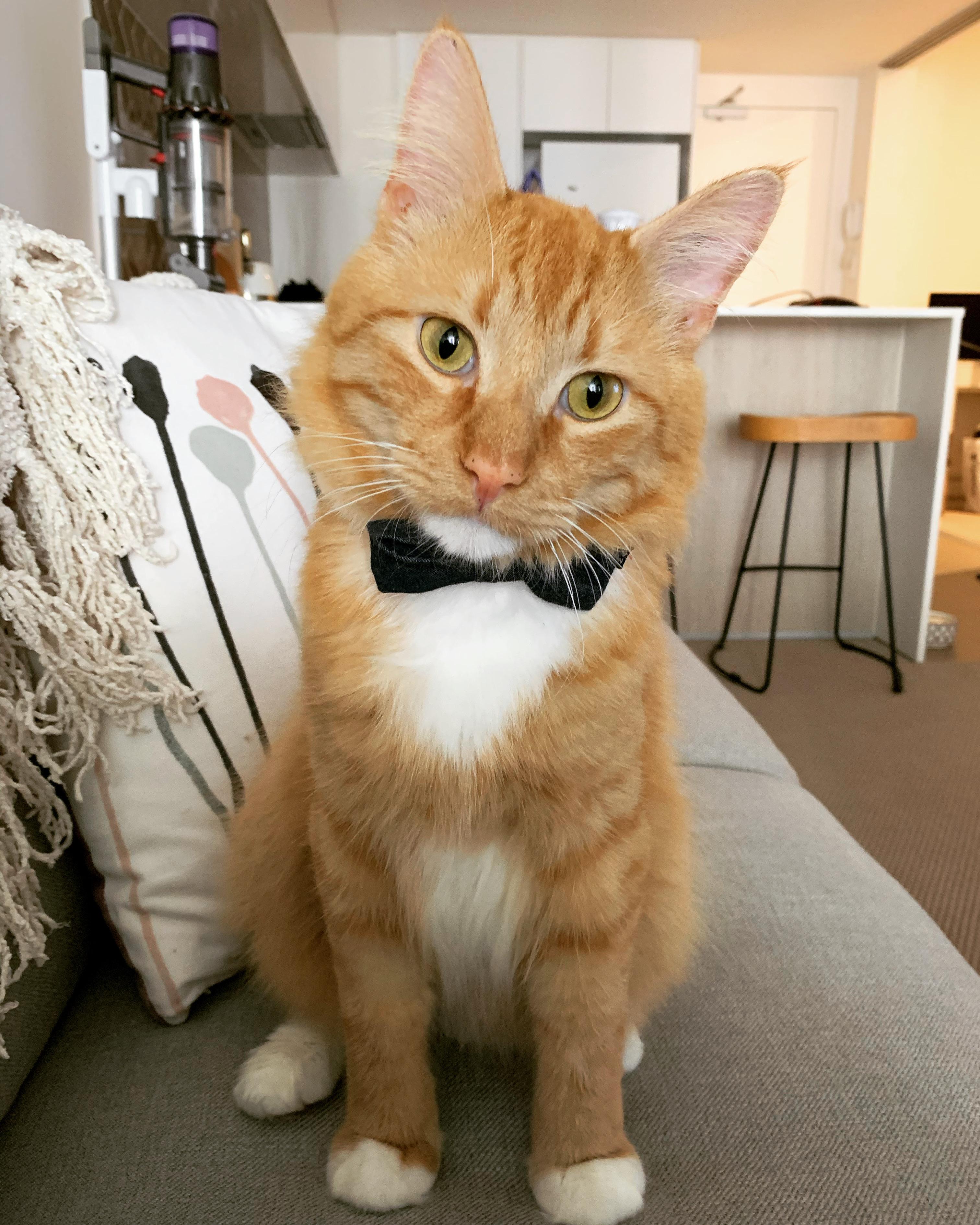 Dapper little gentleman | Scrolller