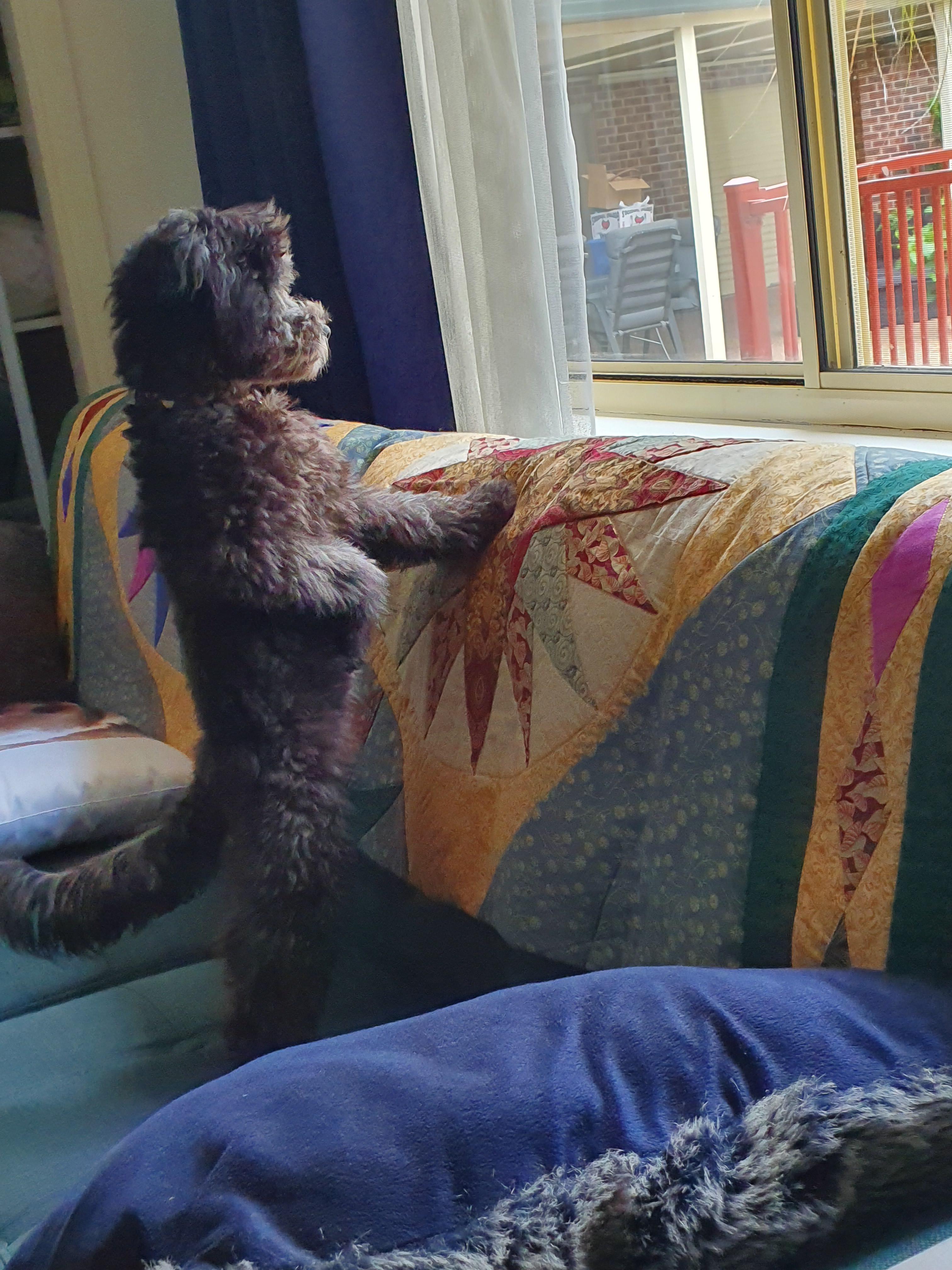 Darcie is so nosy! | Scrolller