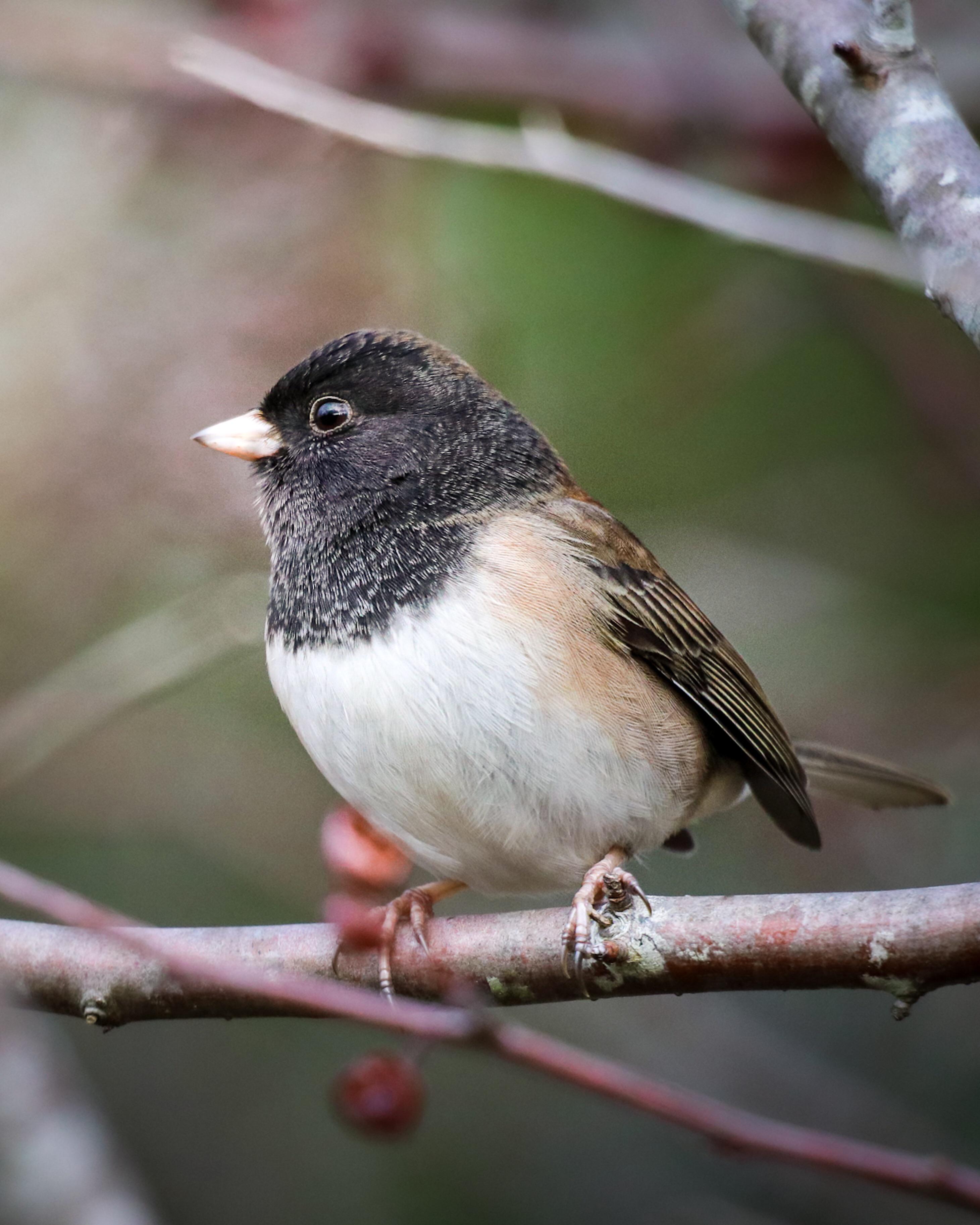 Dark-eyed Junco with some bright eyes in the golden light, Vancouver Island | Scrolller