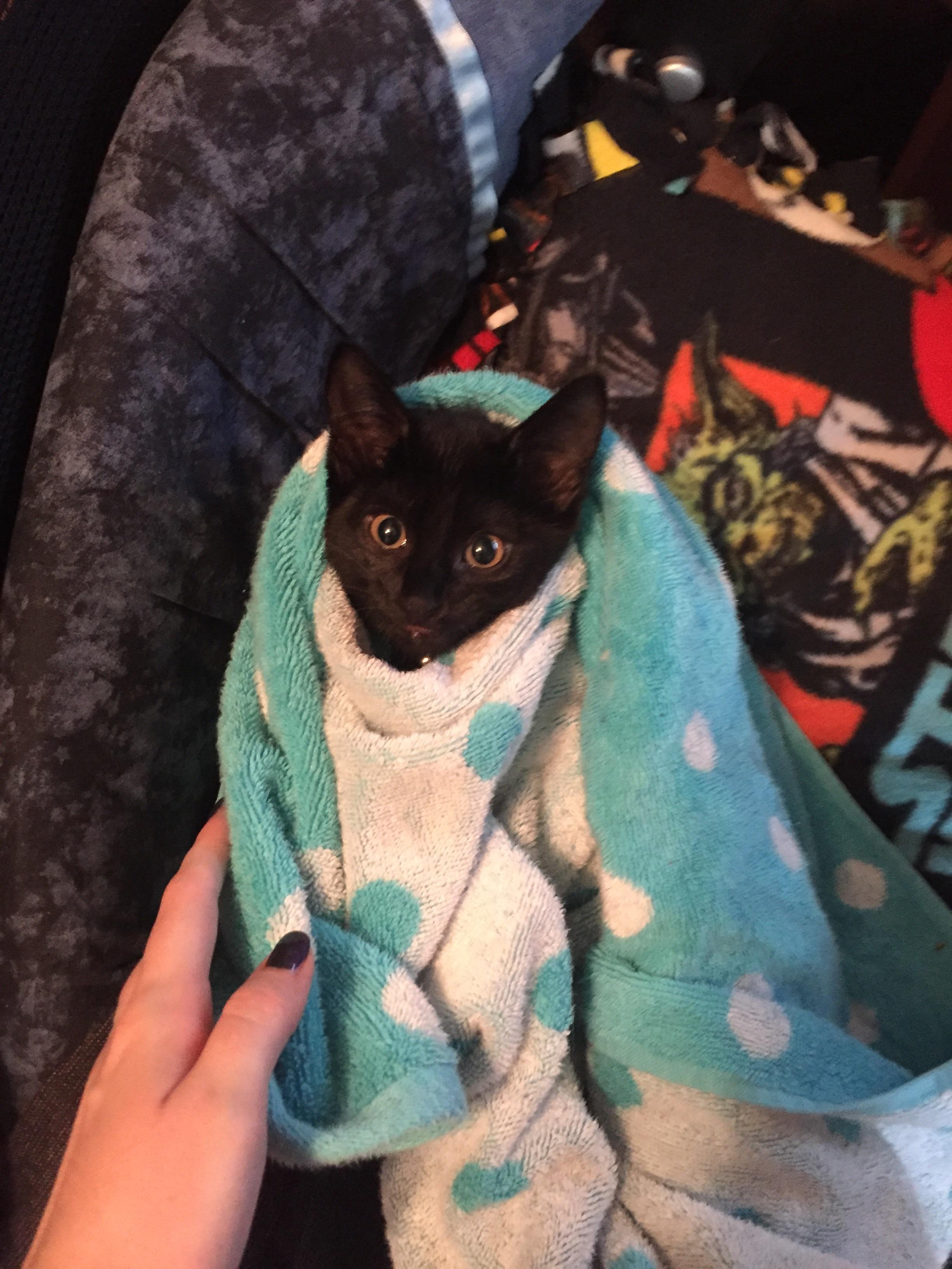 Darth Purrito | Scrolller