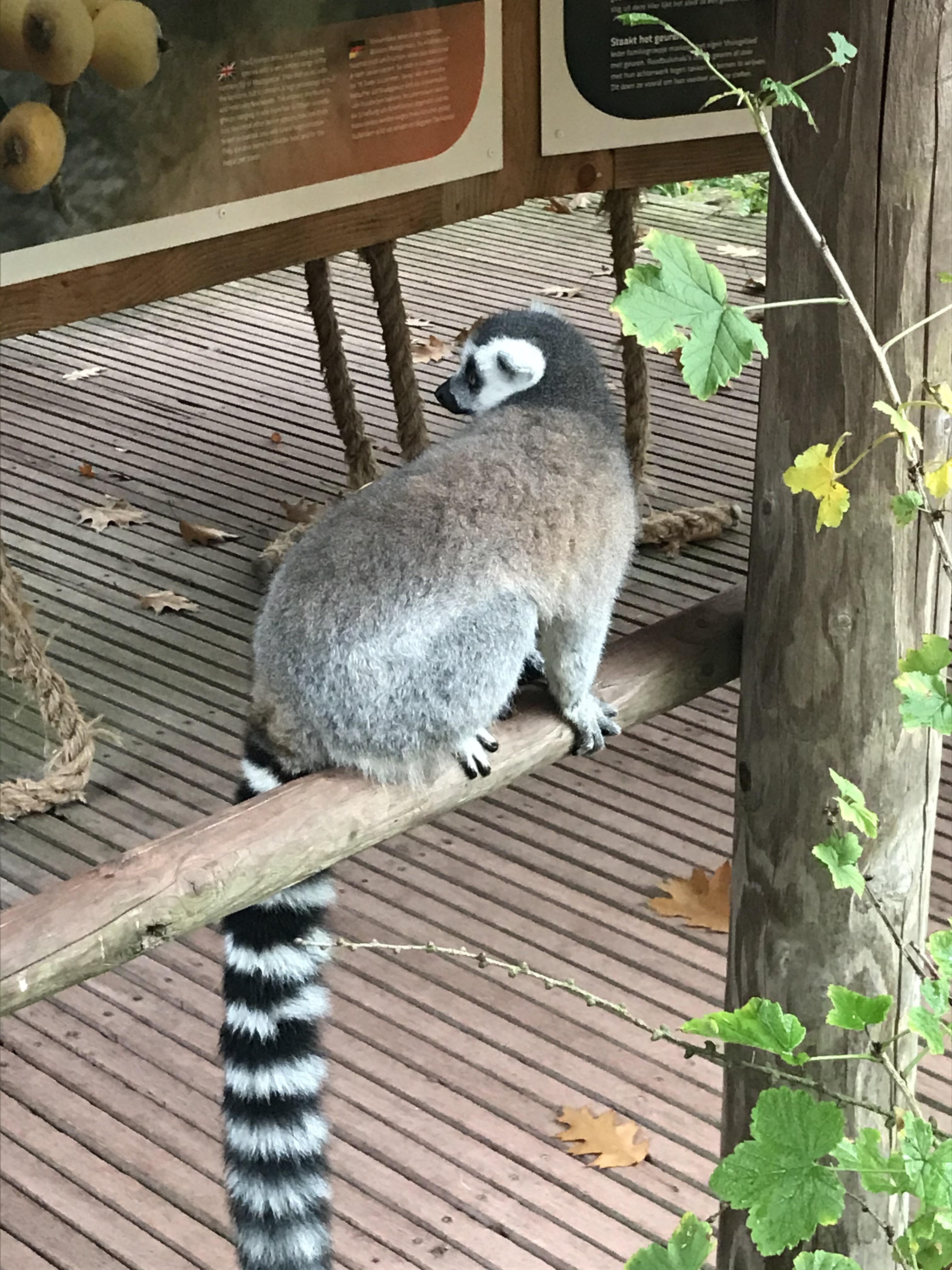 Dat maki chonker | Scrolller