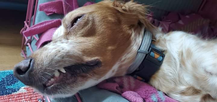 Deacon's RZF. Resting Zombie Face. | Scrolller