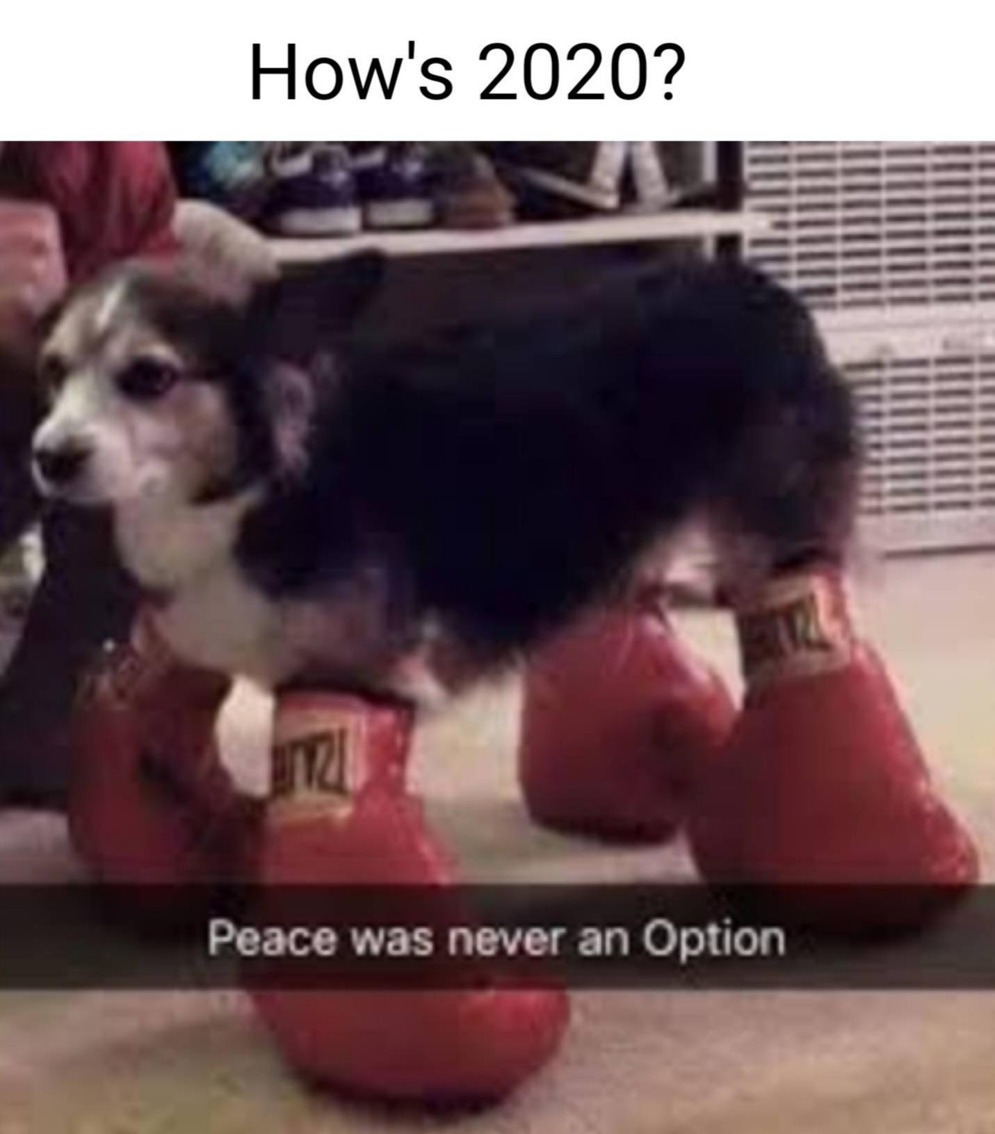 Dead Memes are my dreams | Scrolller