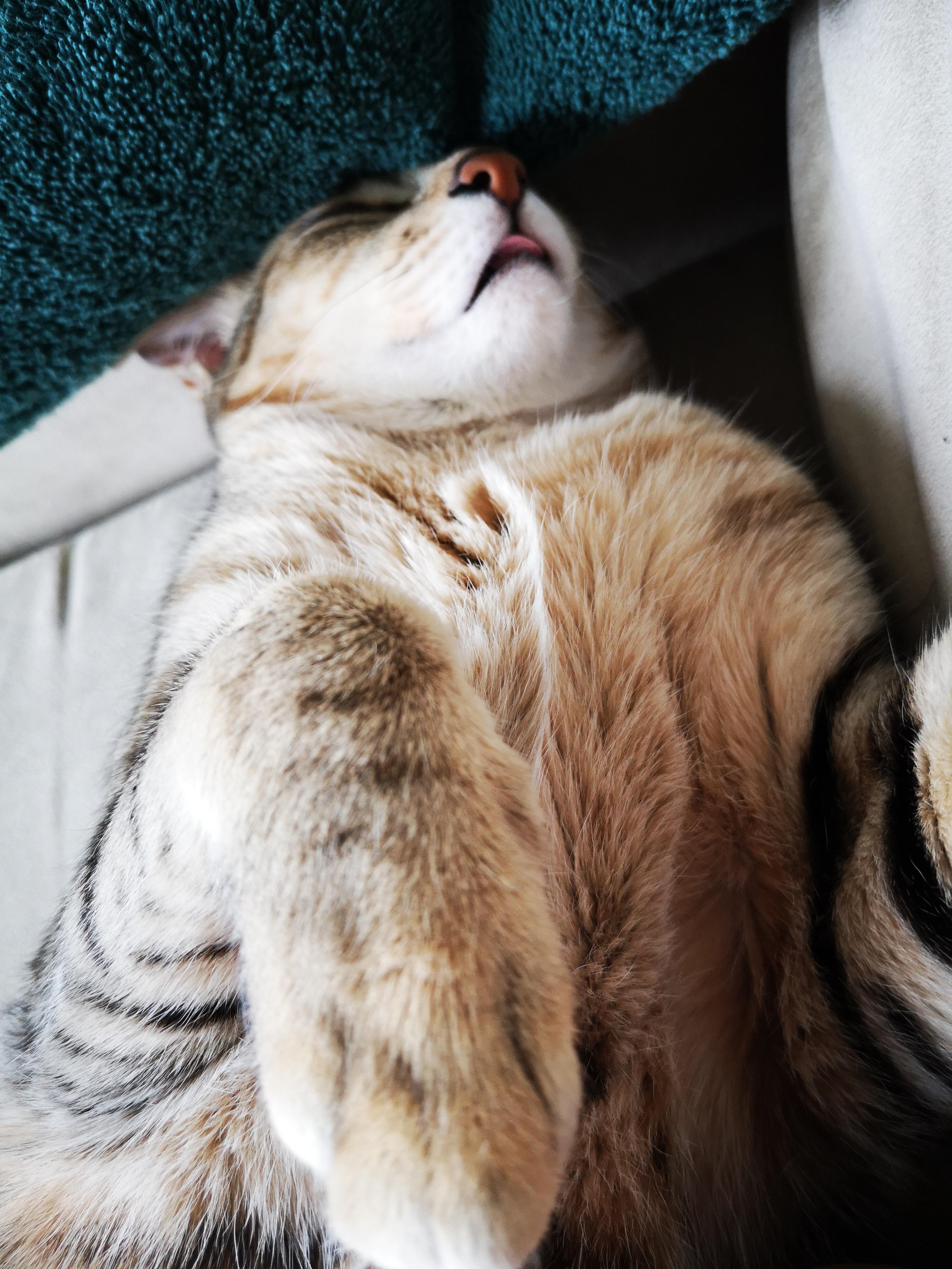 Dead to the world mlem | Scrolller