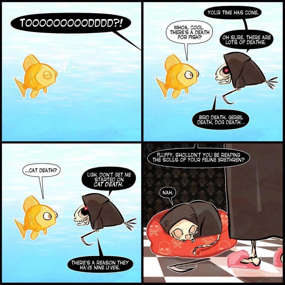 Death of Fishies Throwing Shade | Scrolller