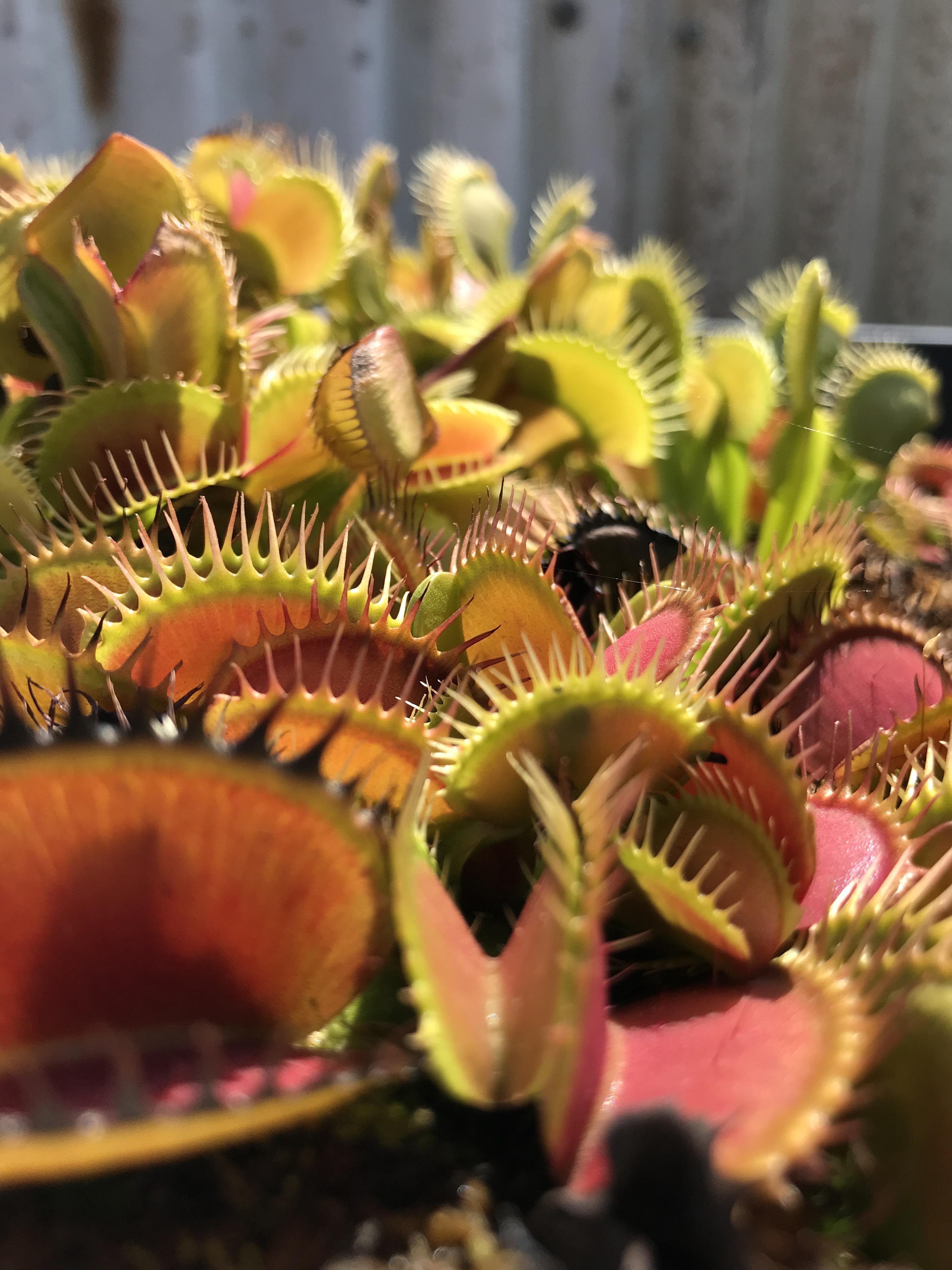 Death trap 😈 | Scrolller