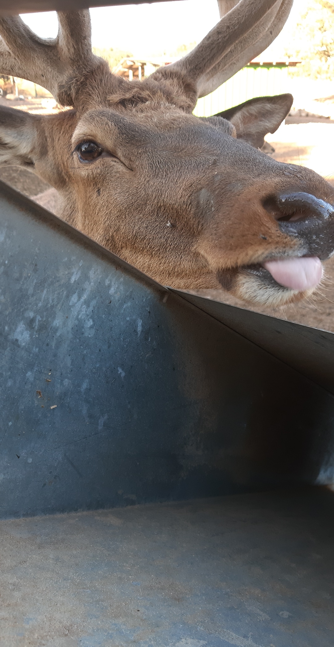 Deer blup | Scrolller