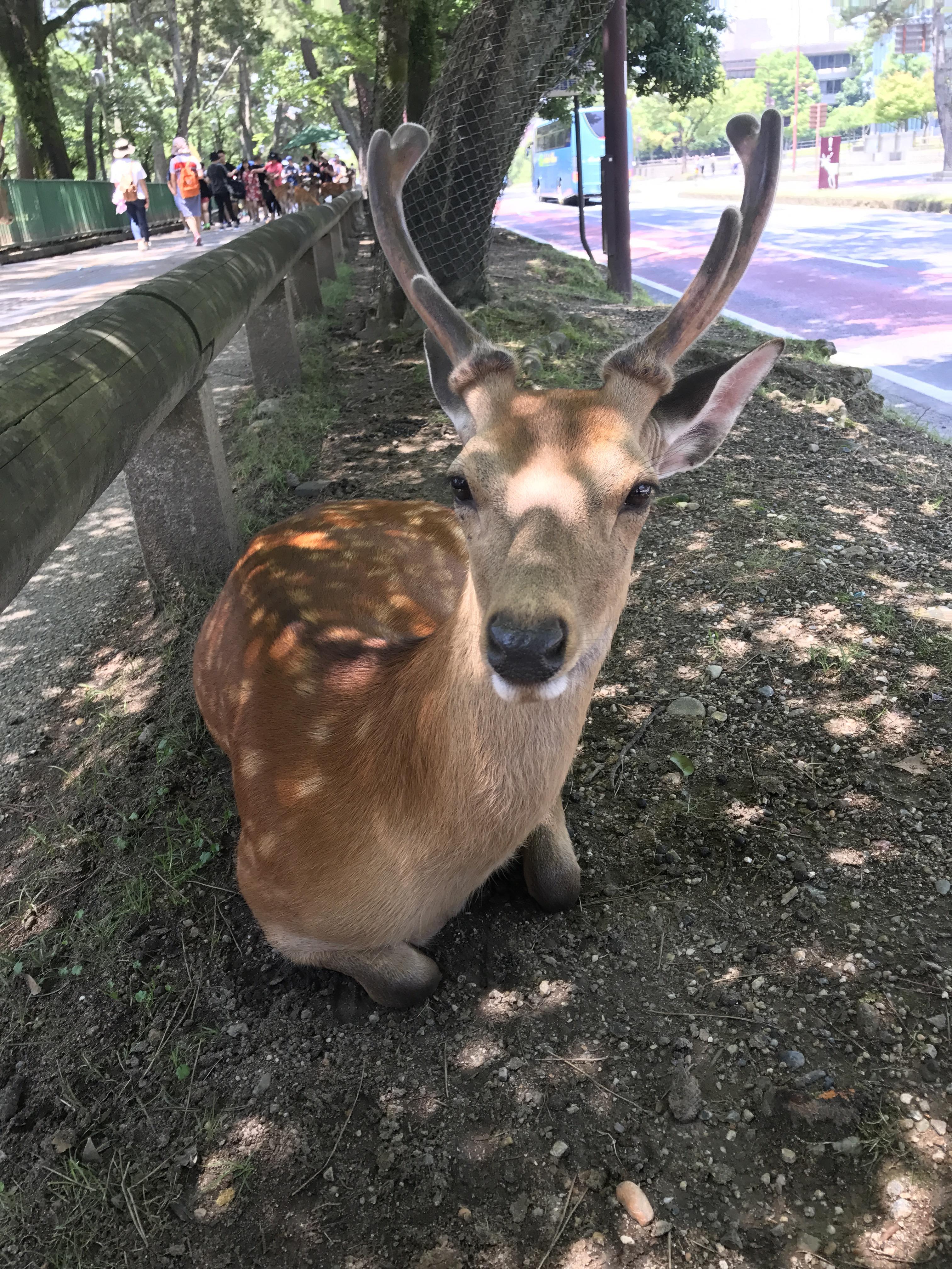 Deer loaf | Scrolller