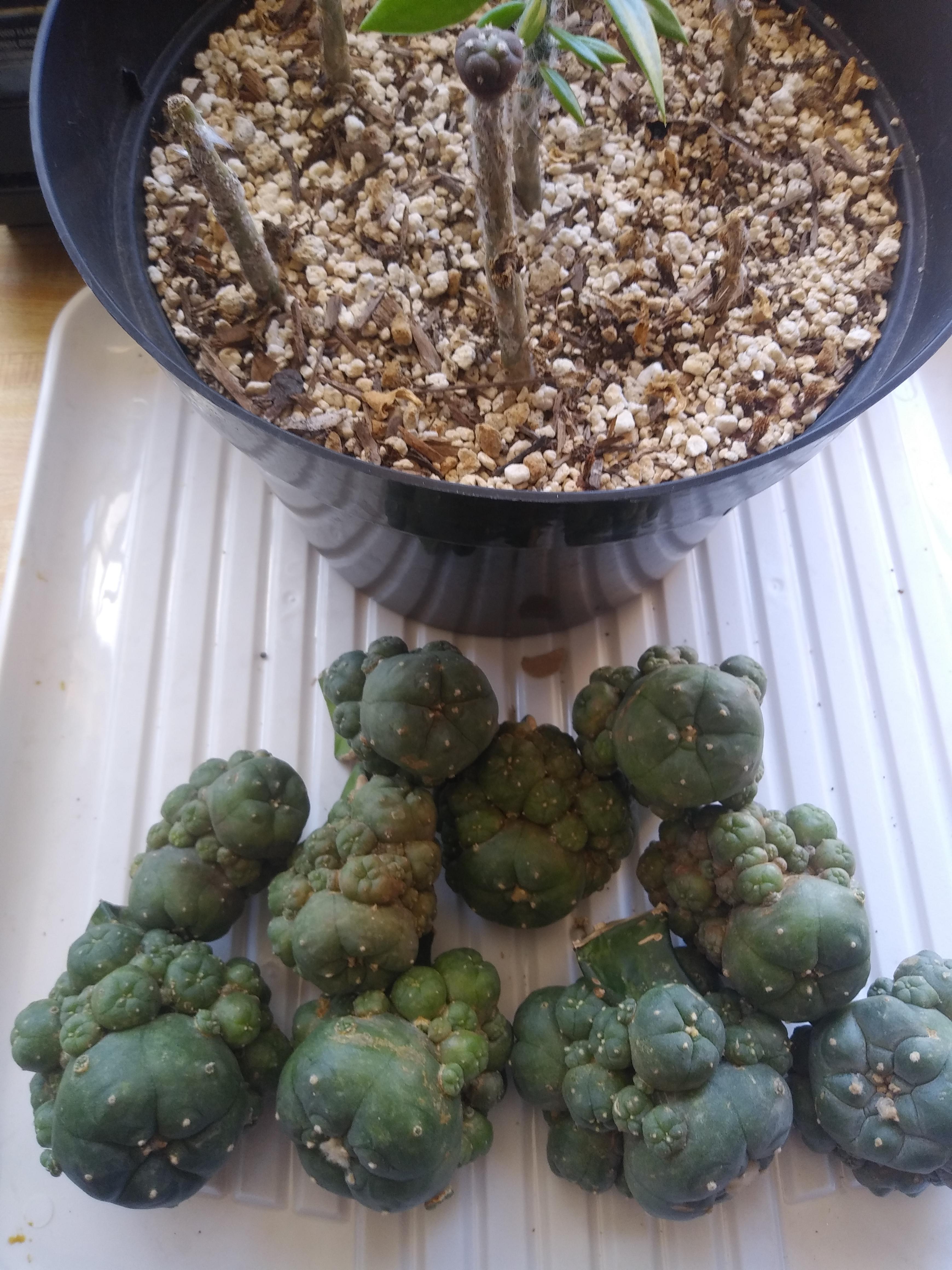 Degrafting Generations: 10 Big Brother's defending their 1 Baby Sister | Scrolller