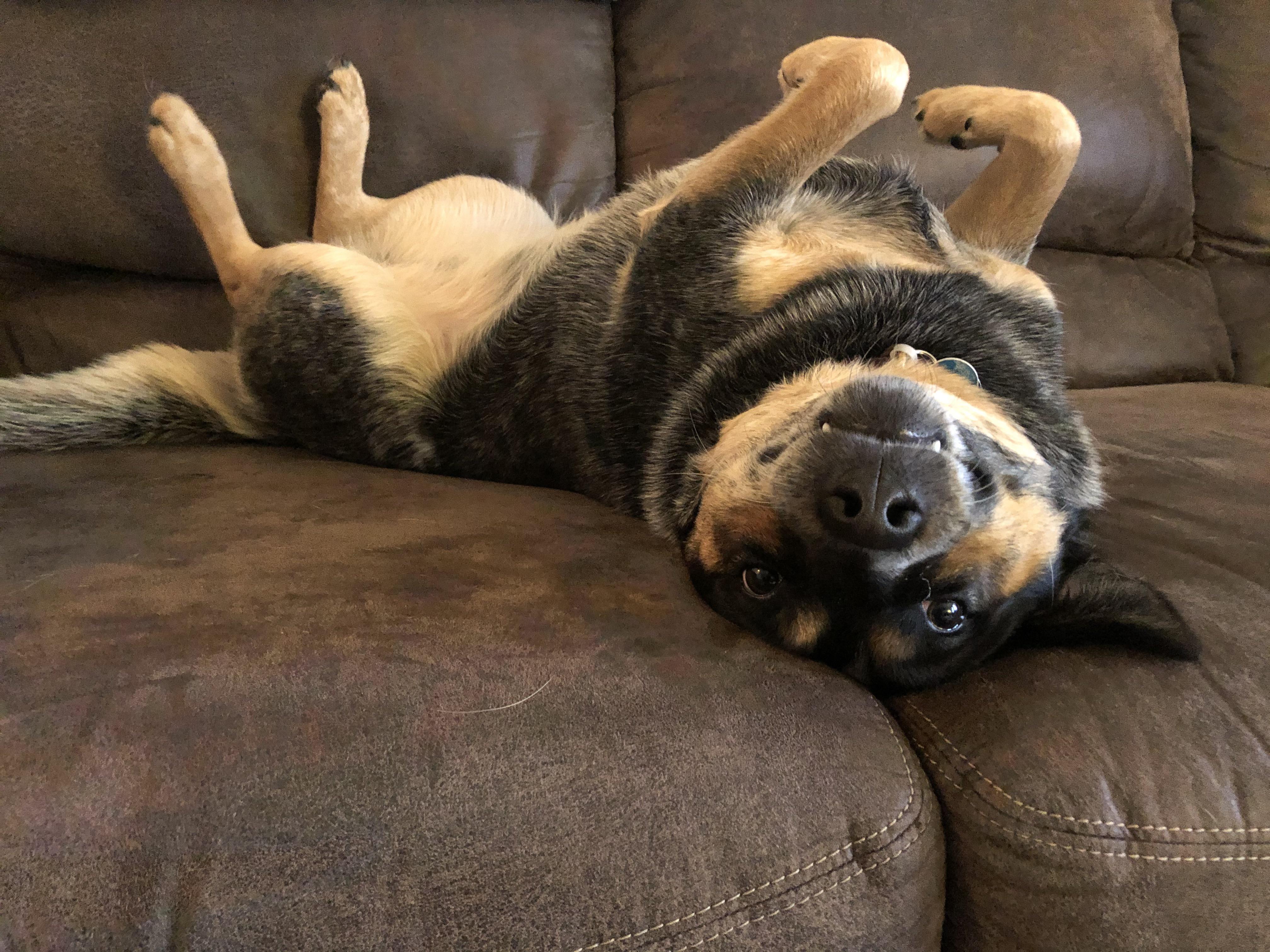 Derp Alert | Scrolller