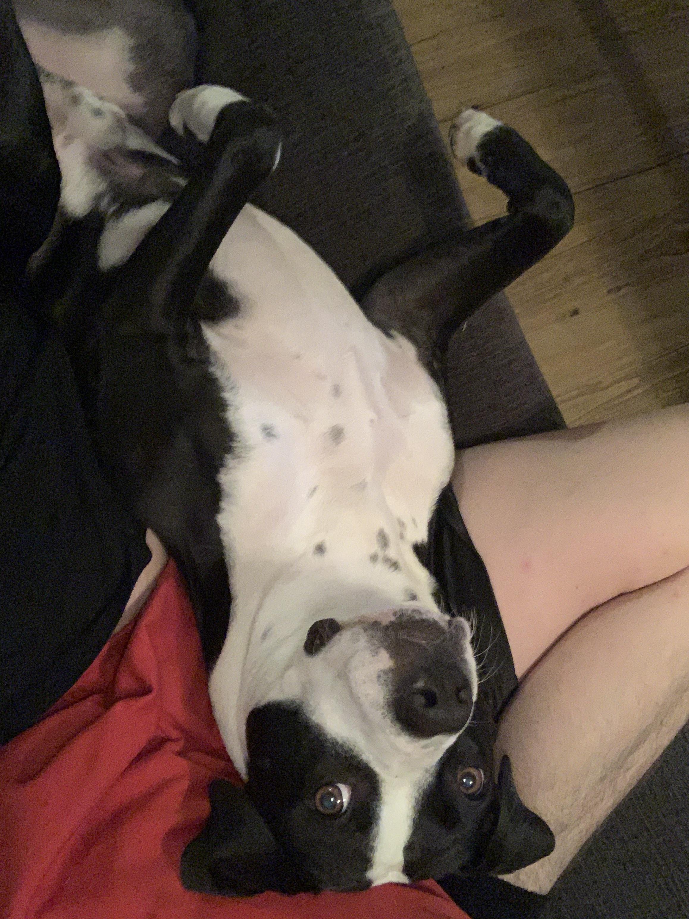 DERP DERP DERP | Scrolller