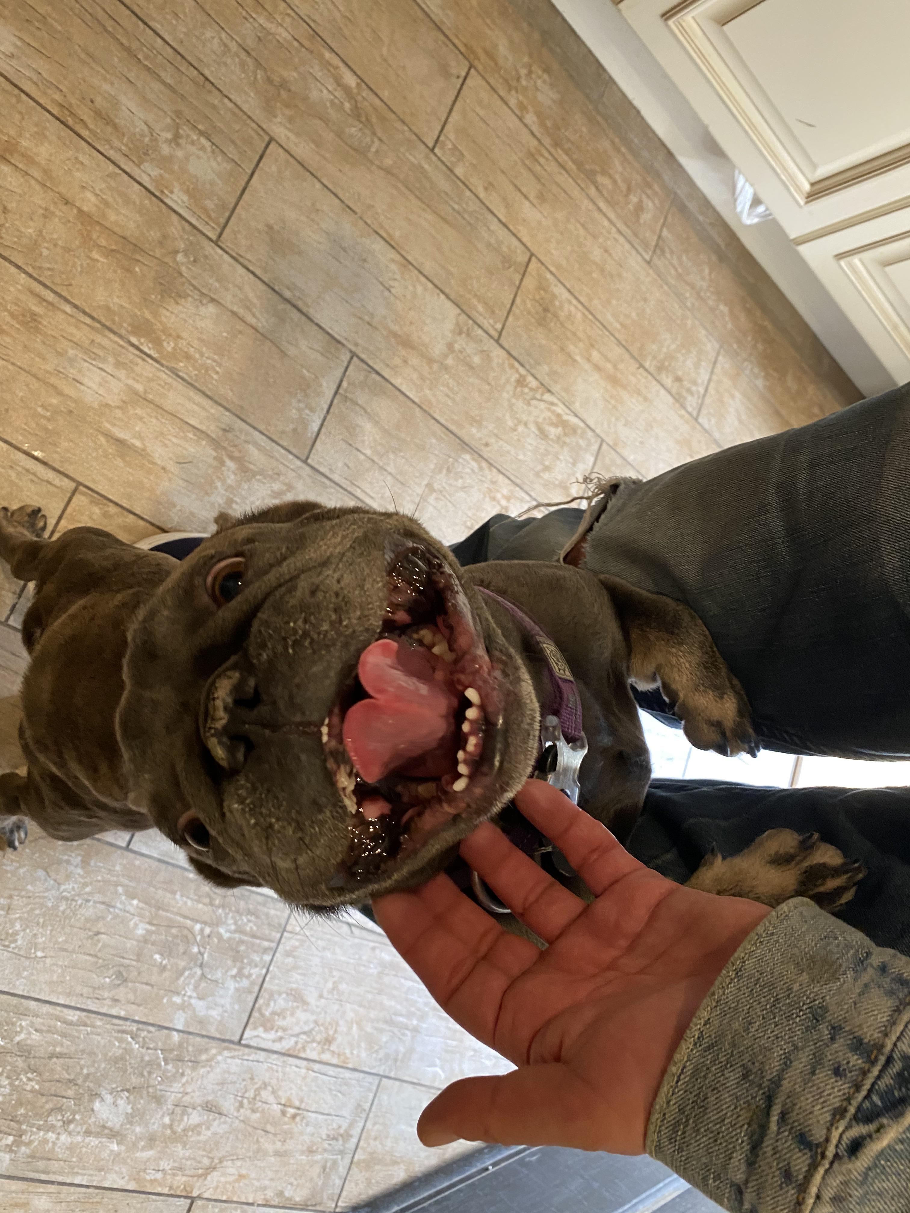 Derpy ass Bella | Scrolller