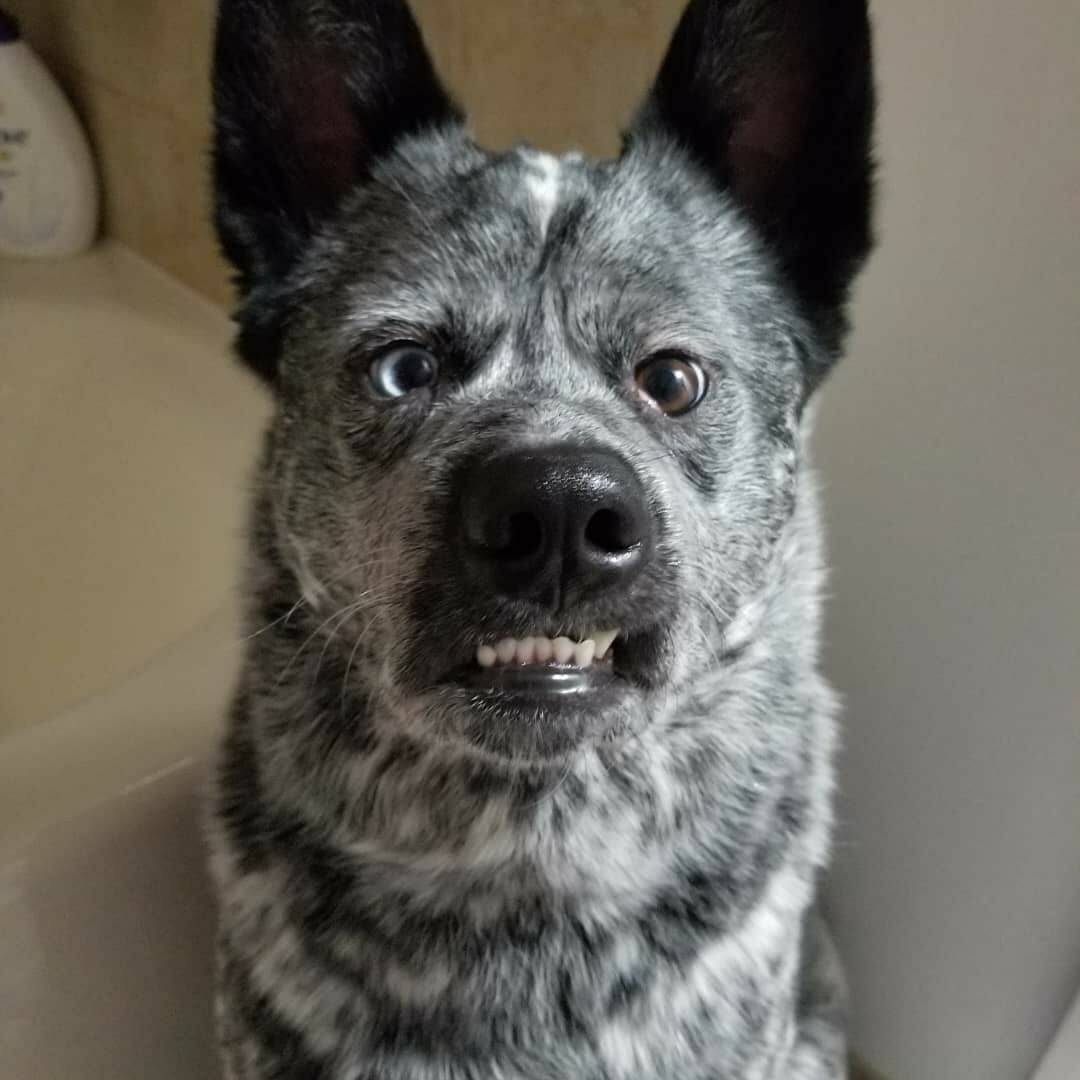 Derpy grumpy | Scrolller