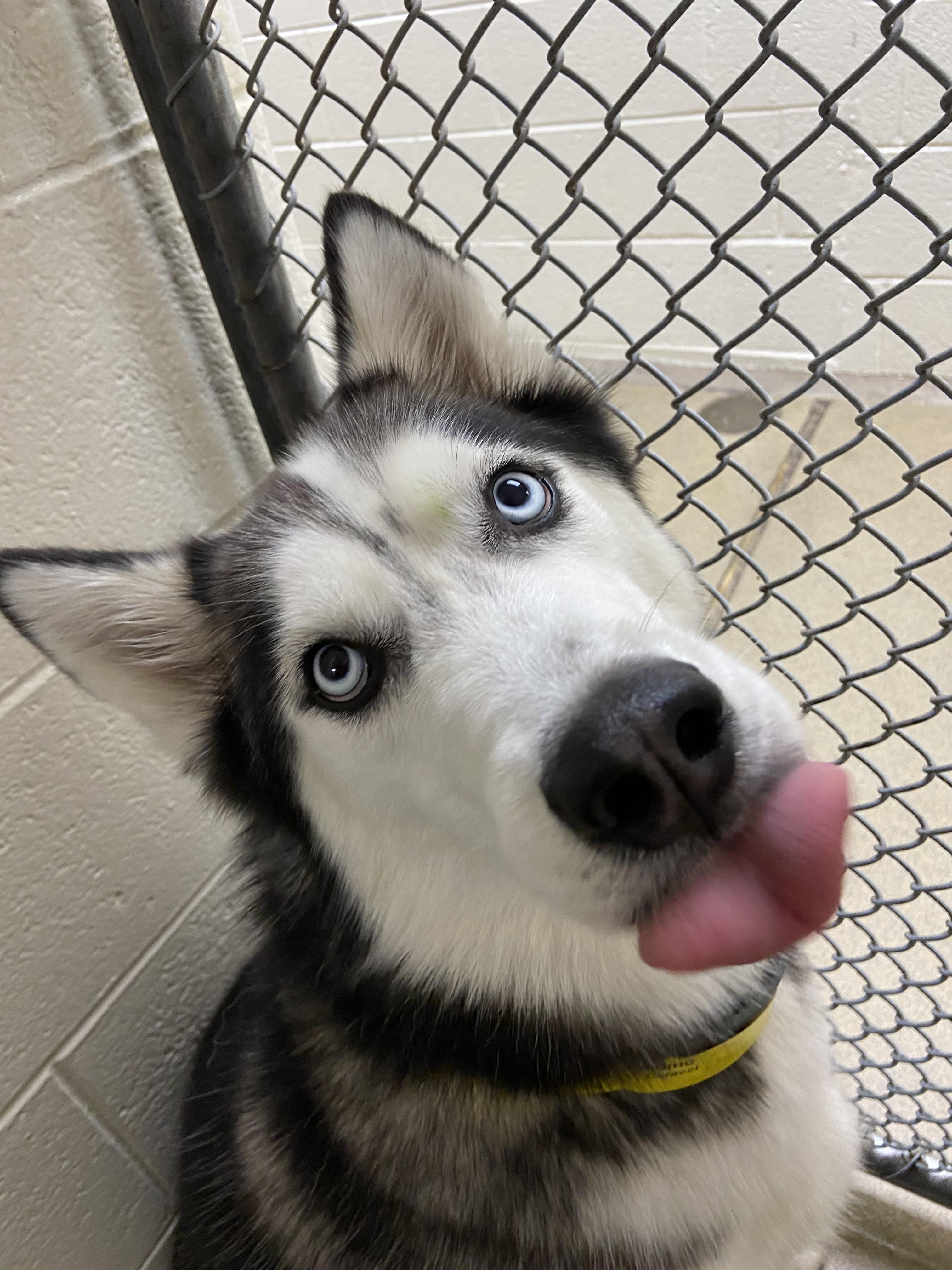 Derpy husky | Scrolller
