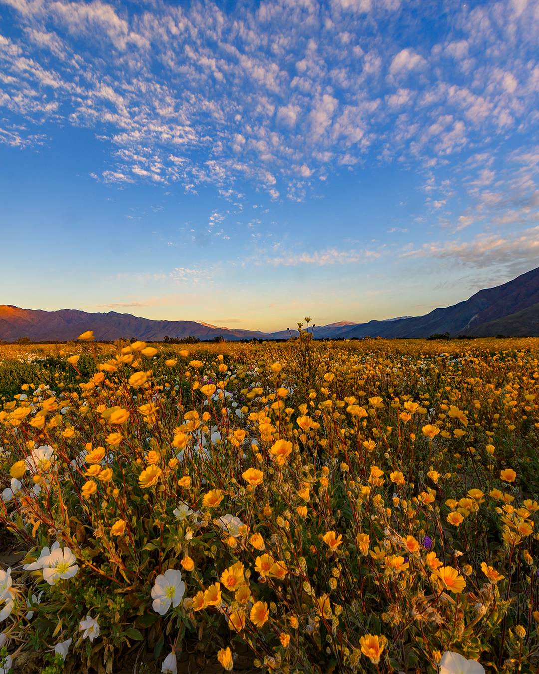 Desert wildflowers are still blooming. | Scrolller