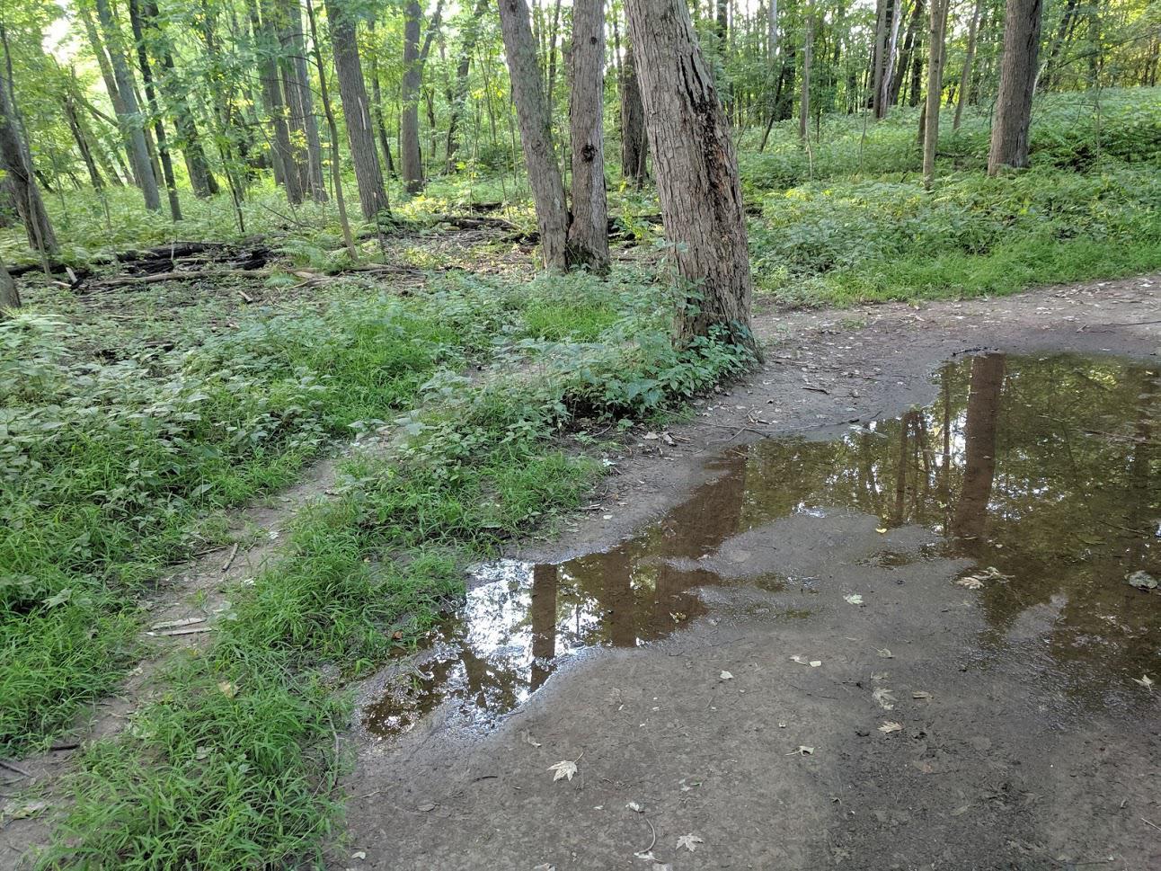 Desire path around this puddle | Scrolller