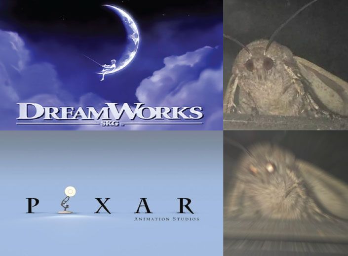 despicable moth | Scrolller