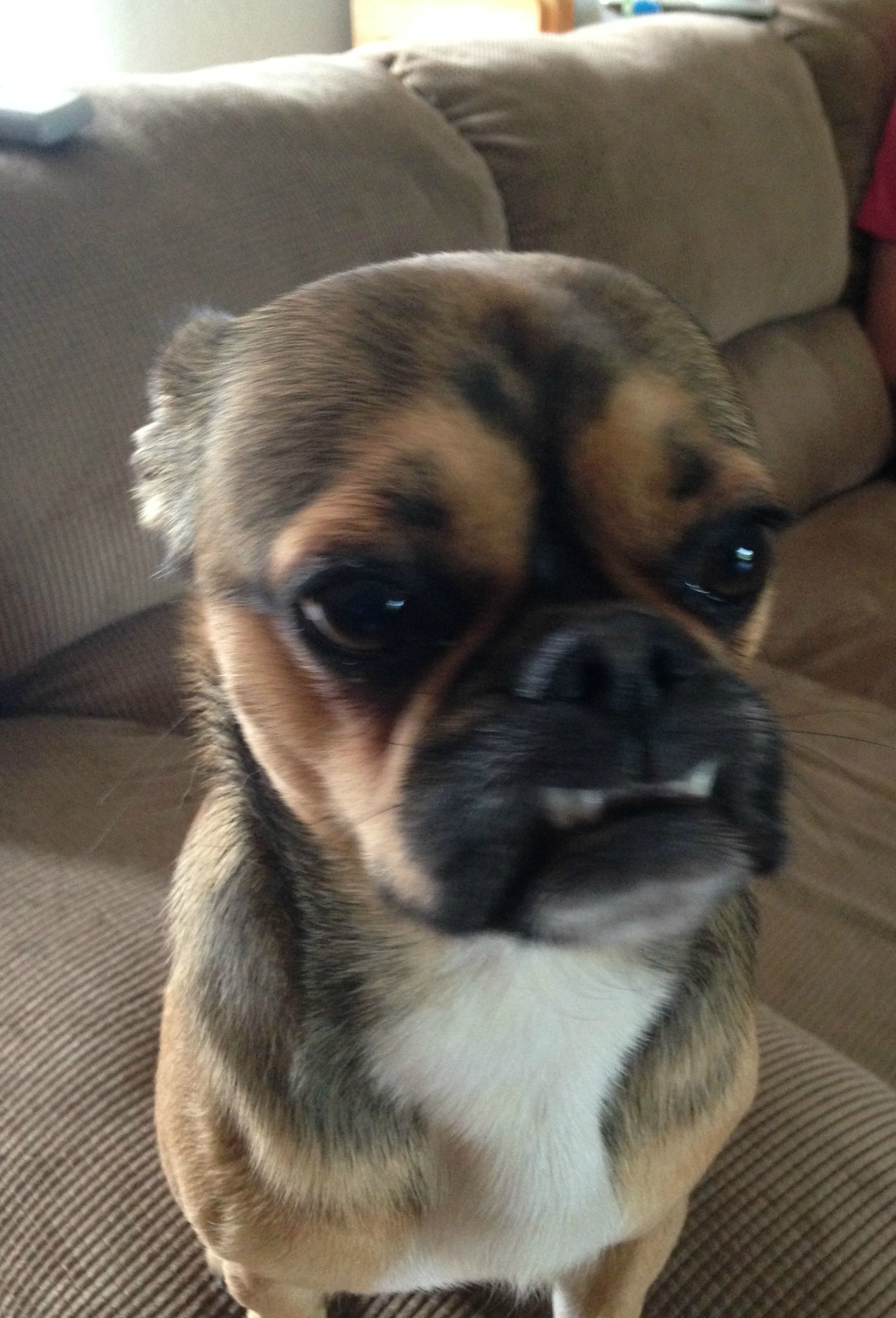 Dexter the Chug doesn't like having his picture taken... | Scrolller